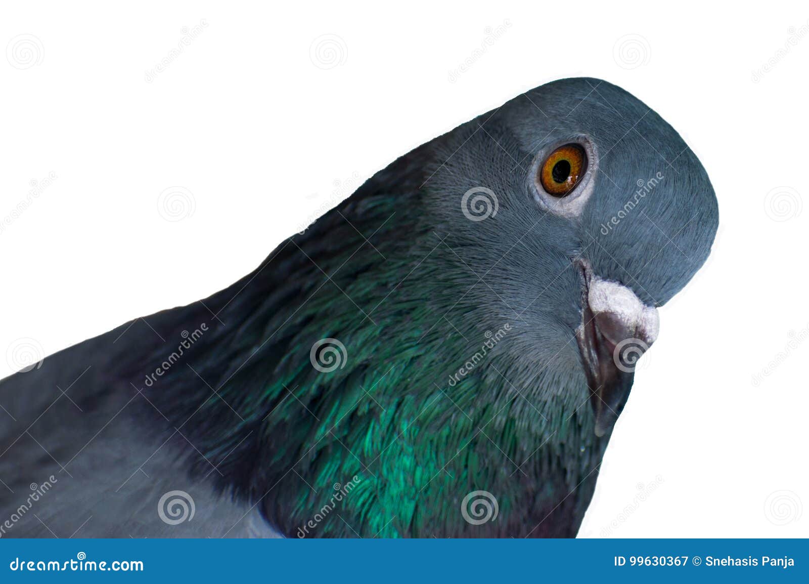 26,109 Bird Isolated Close Up Stock Photos - Free & Royalty-Free Stock ...