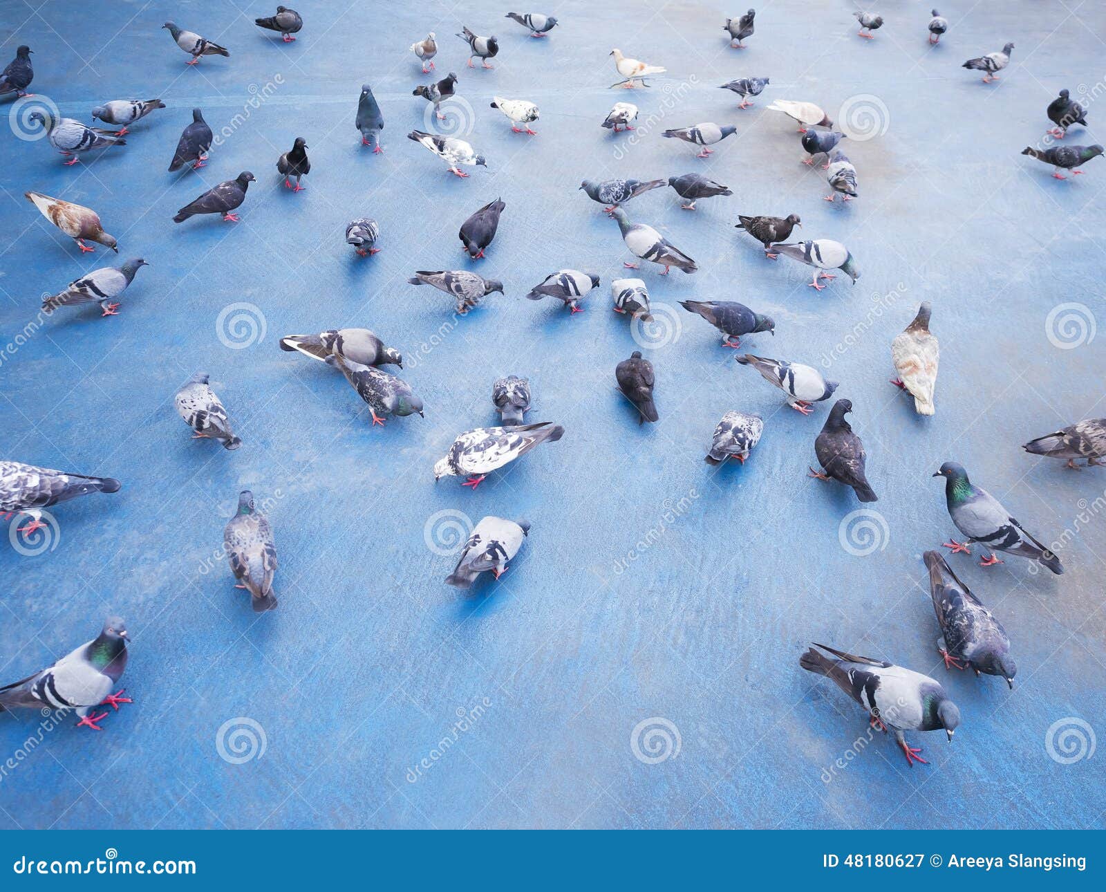 Pigeon bird on the floor stock image. Image of dove, freedom - 48180627