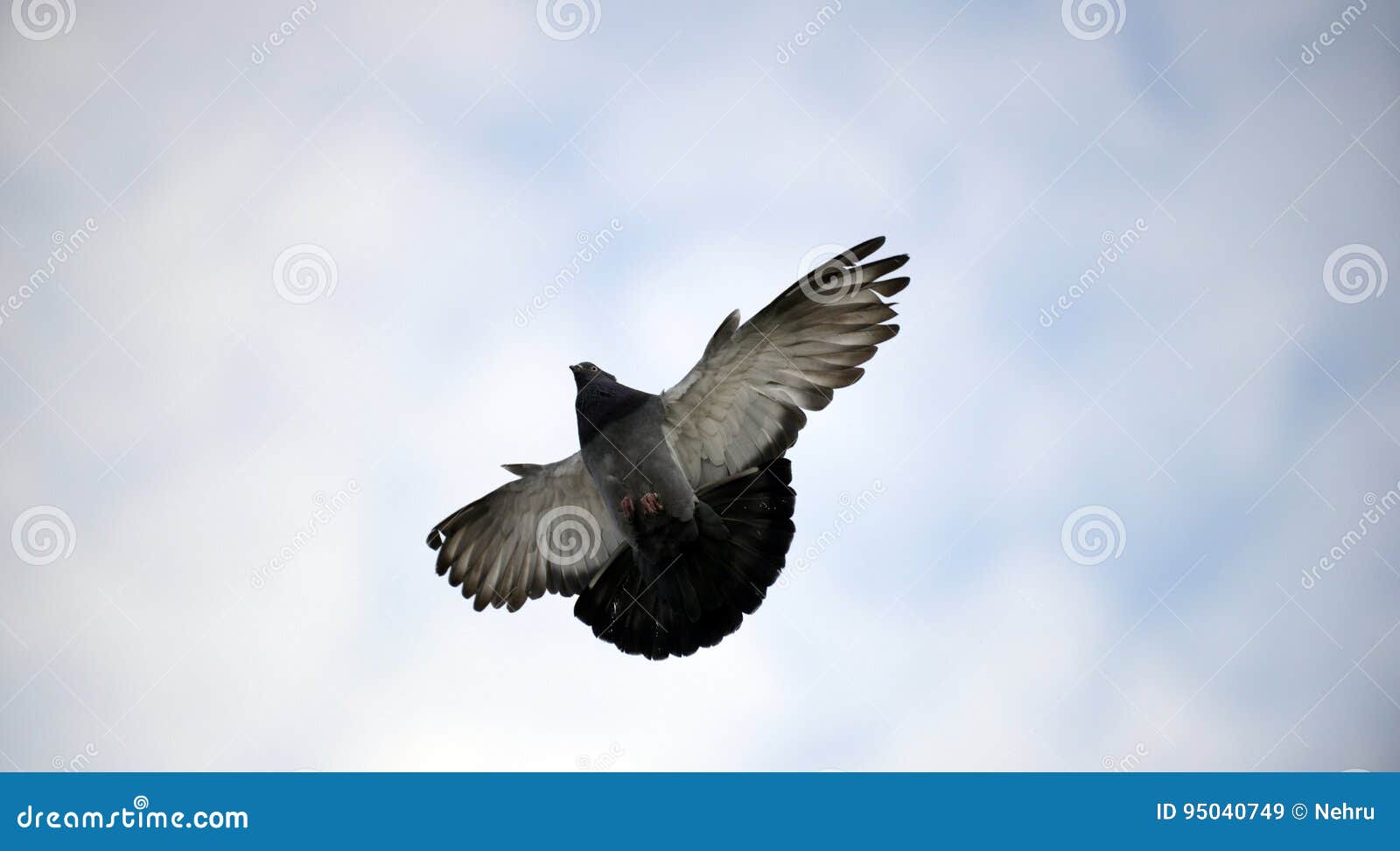 Pigeon Bird Flying.animal Theme Stock Image - Image of wildlife, live ...