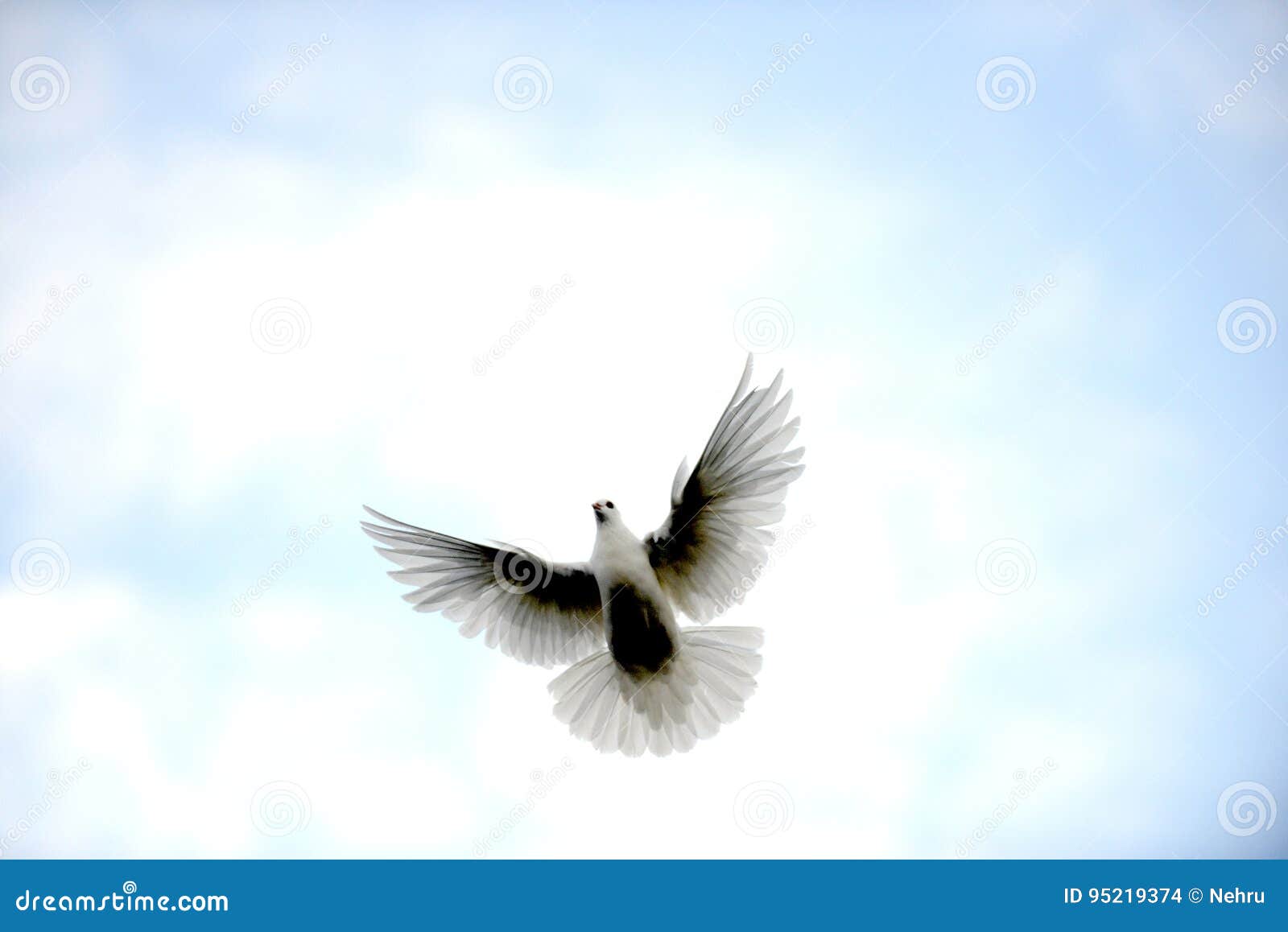 Pigeon Bird Flying.animal Theme Stock Photo - Image of alone, beautiful ...