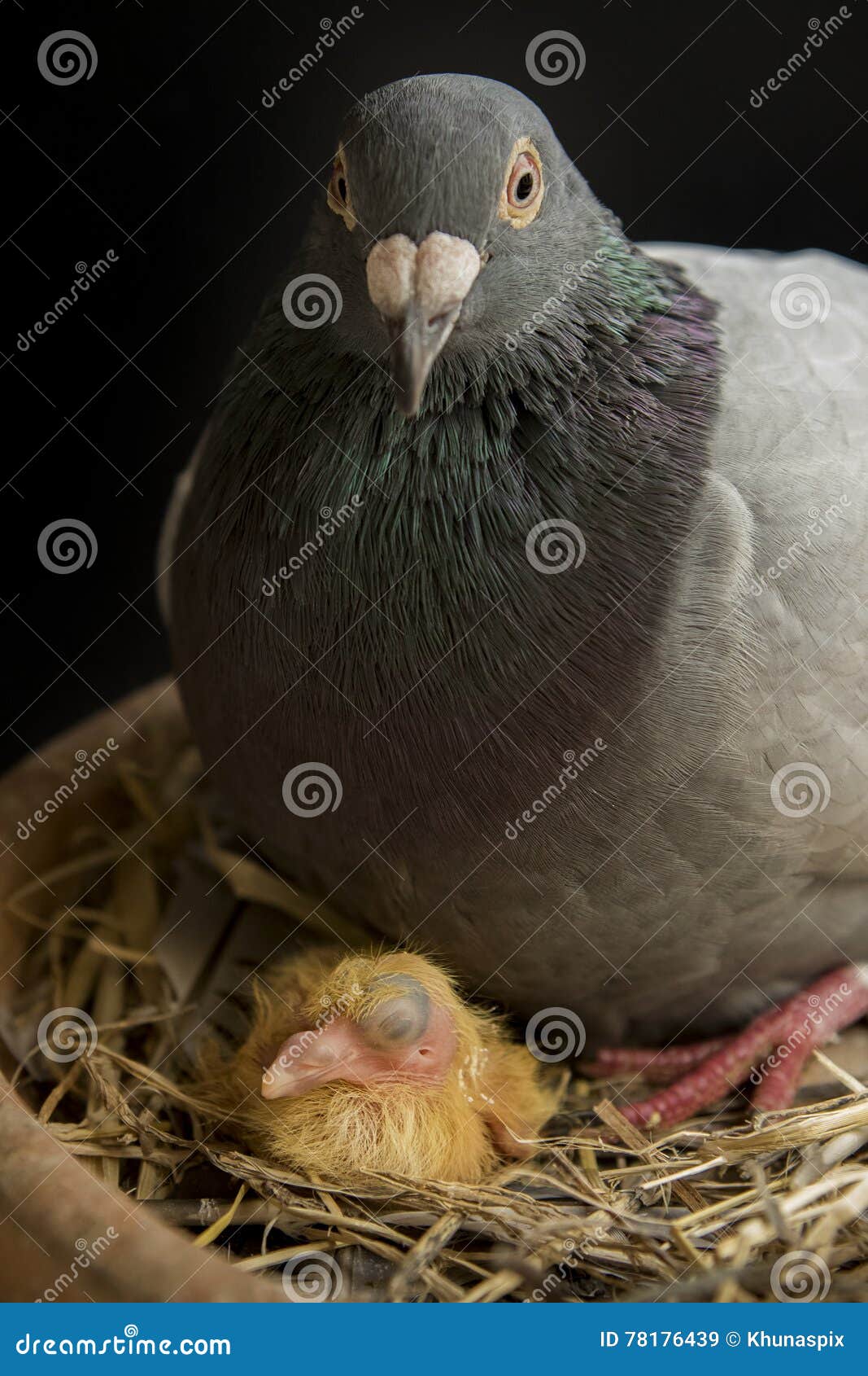 Pigeon Bird Hatching in Home Loft Stock Image - Image of pigeon ...
