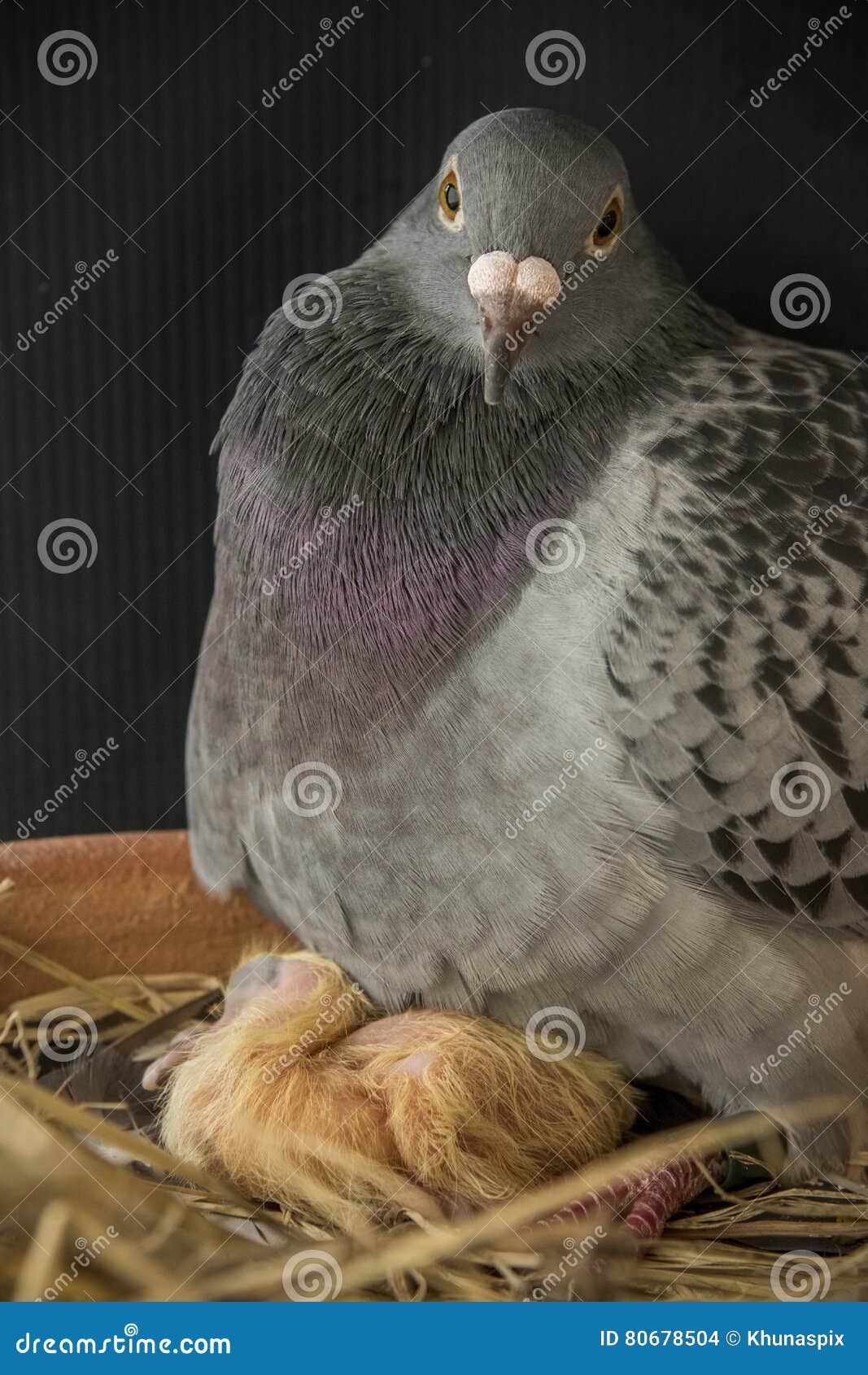 Pigeon Bird Hatching New Born in Home Loft Stock Photo - Image of born ...