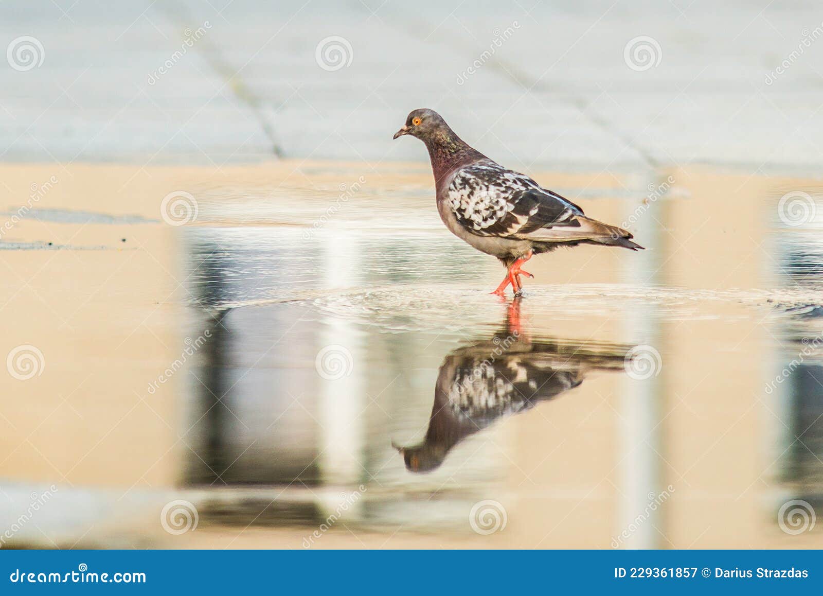 Pigeon Bird and Its Reflection. Mirror Looking Water Stock Image ...