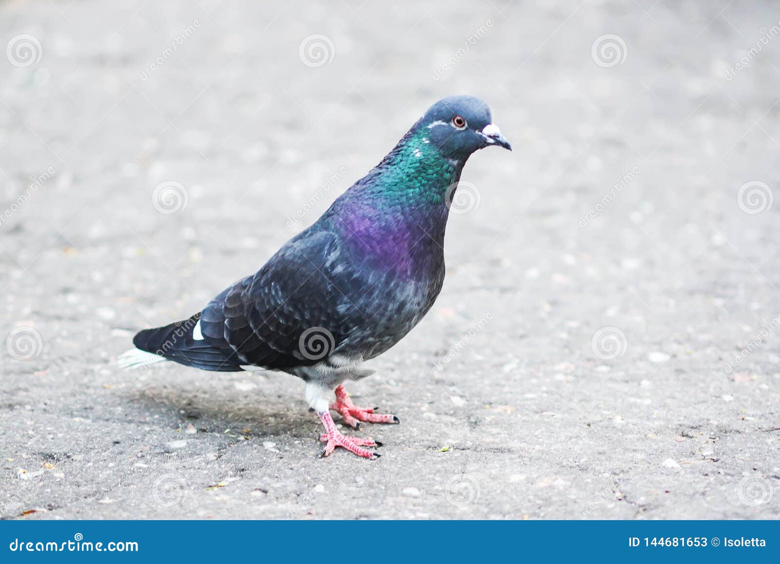 Pigeon Bird Looking for Crumbs on the Sidewalk Stock Image - Image of ...