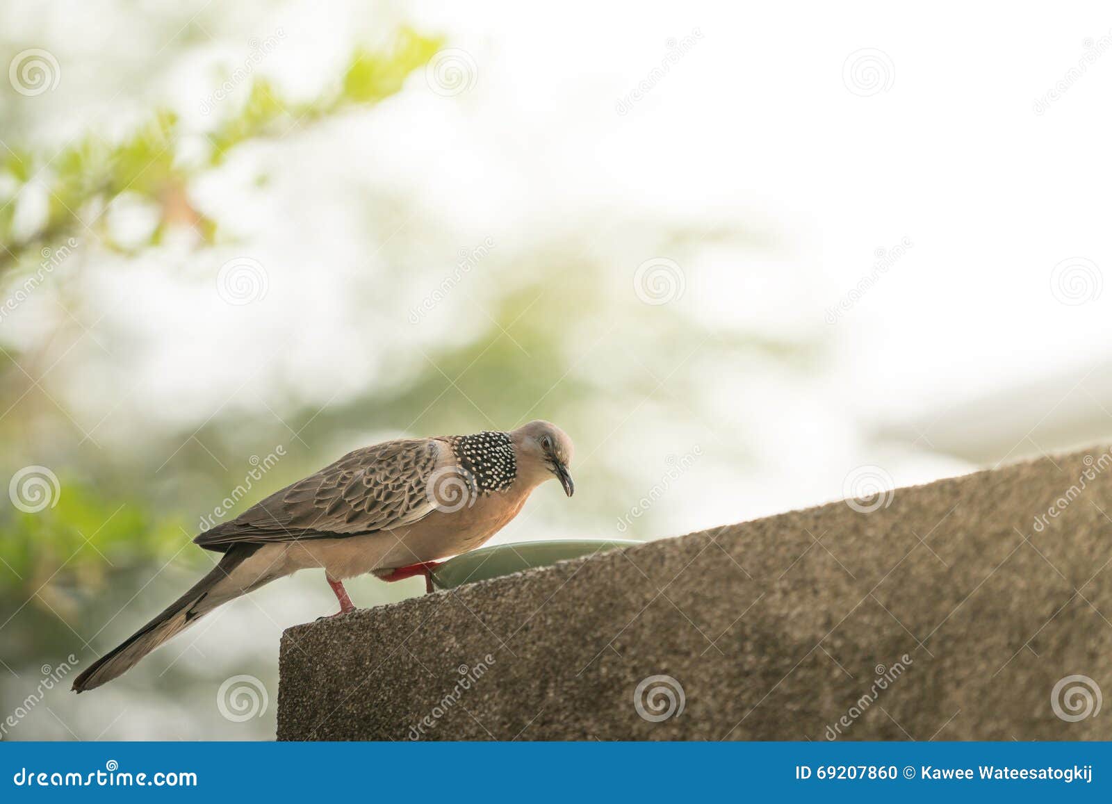 Pigeon Bird Making Upset Face by the Food Dish Stock Photo - Image of ...
