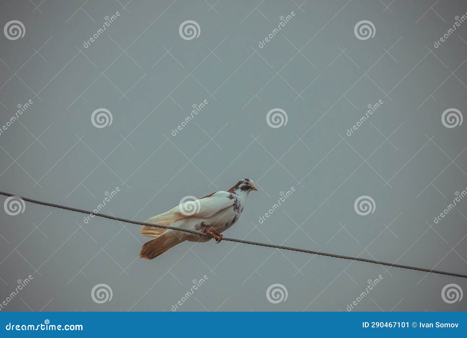 Pigeon is a bird of peace stock image. Image of colleagues - 290467101