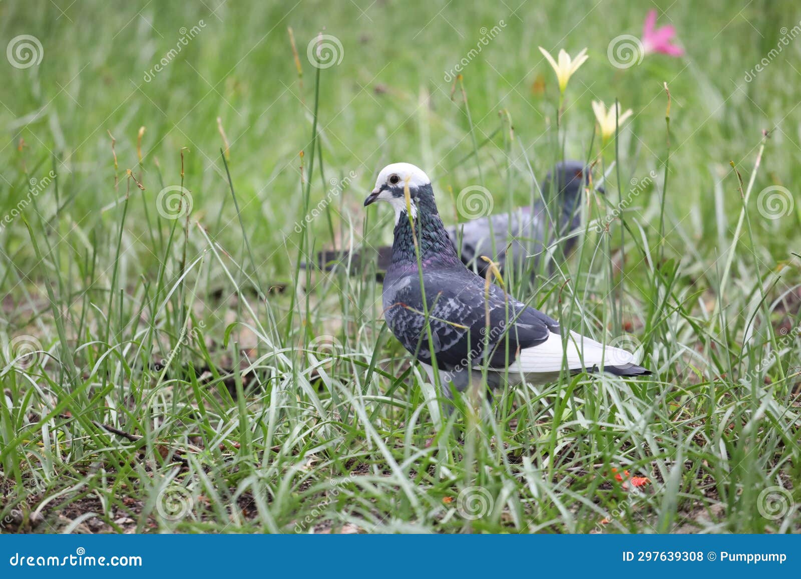 The Pigeon Bird is Rest in the Garden Stock Photo - Image of forest ...