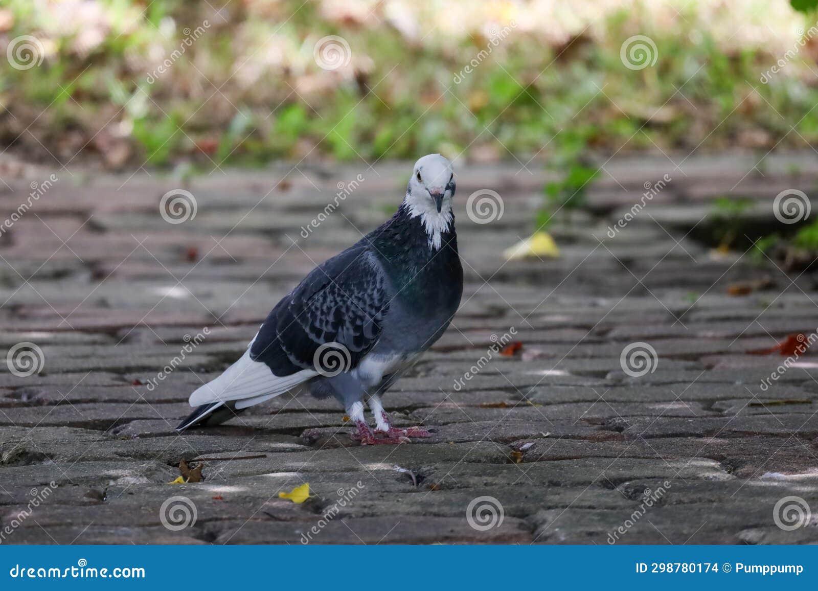The Pigeon Bird is Rest in the Garden Stock Photo - Image of perch ...