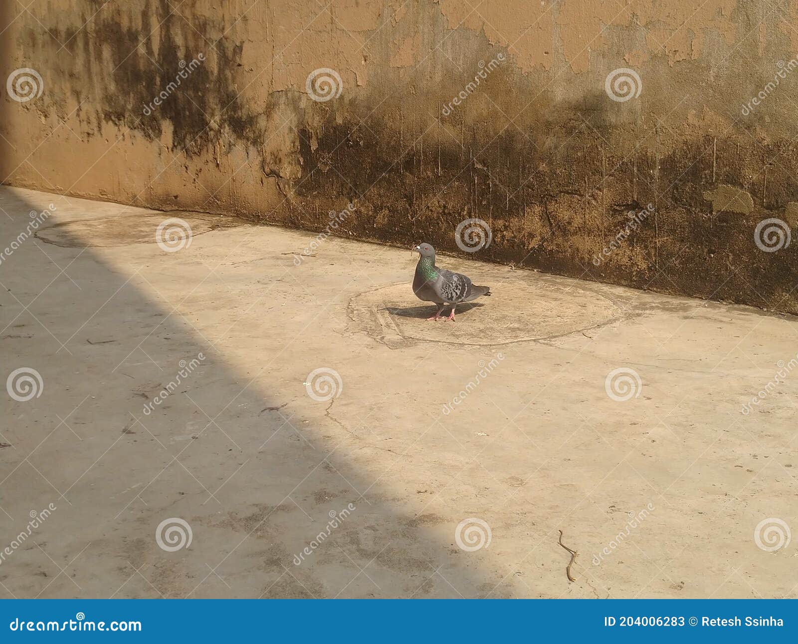 Pigeon Bird Sitting on the Ground Outdoor Stock Image - Image of ground ...