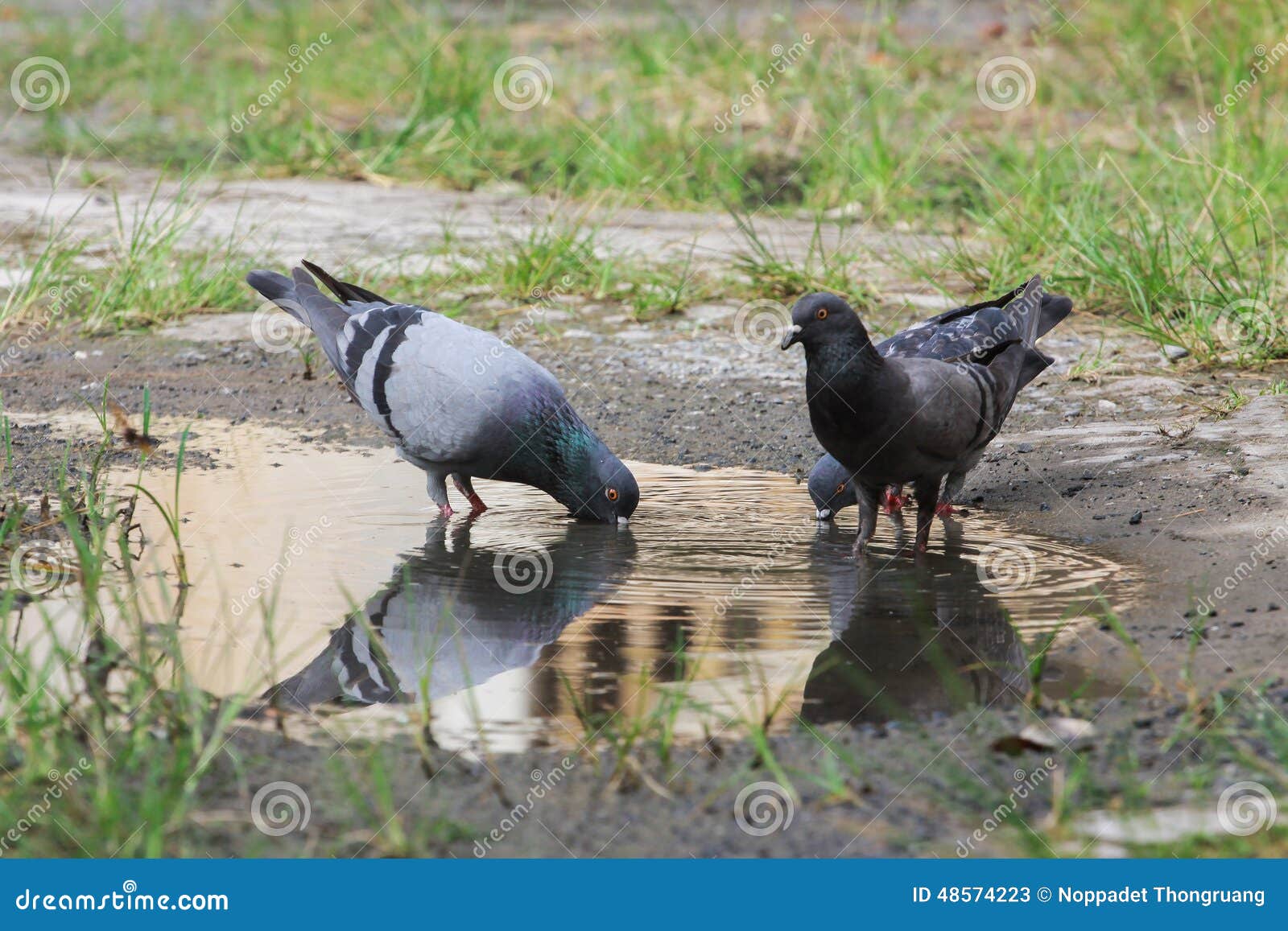 Pigeon bird stock image. Image of splash, bird, bath - 48574223