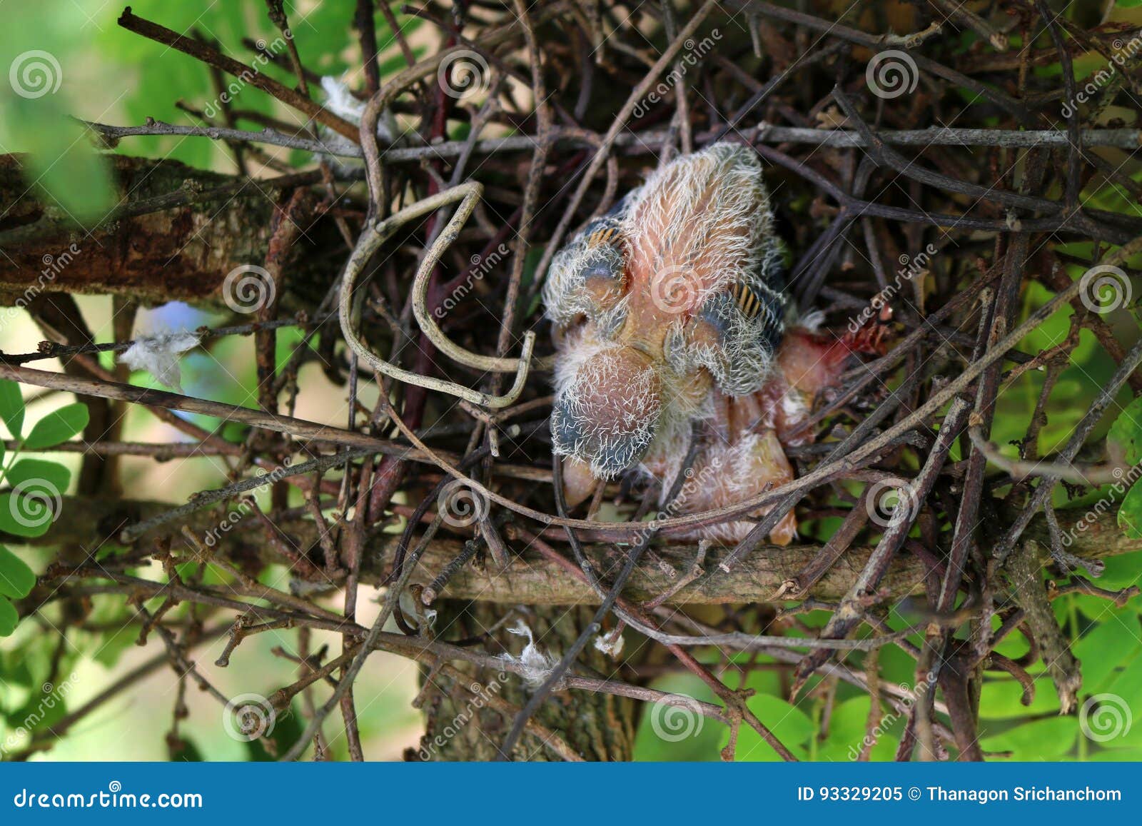 Pigeon Birds Nesting in the Garden Stock Image - Image of nestling ...