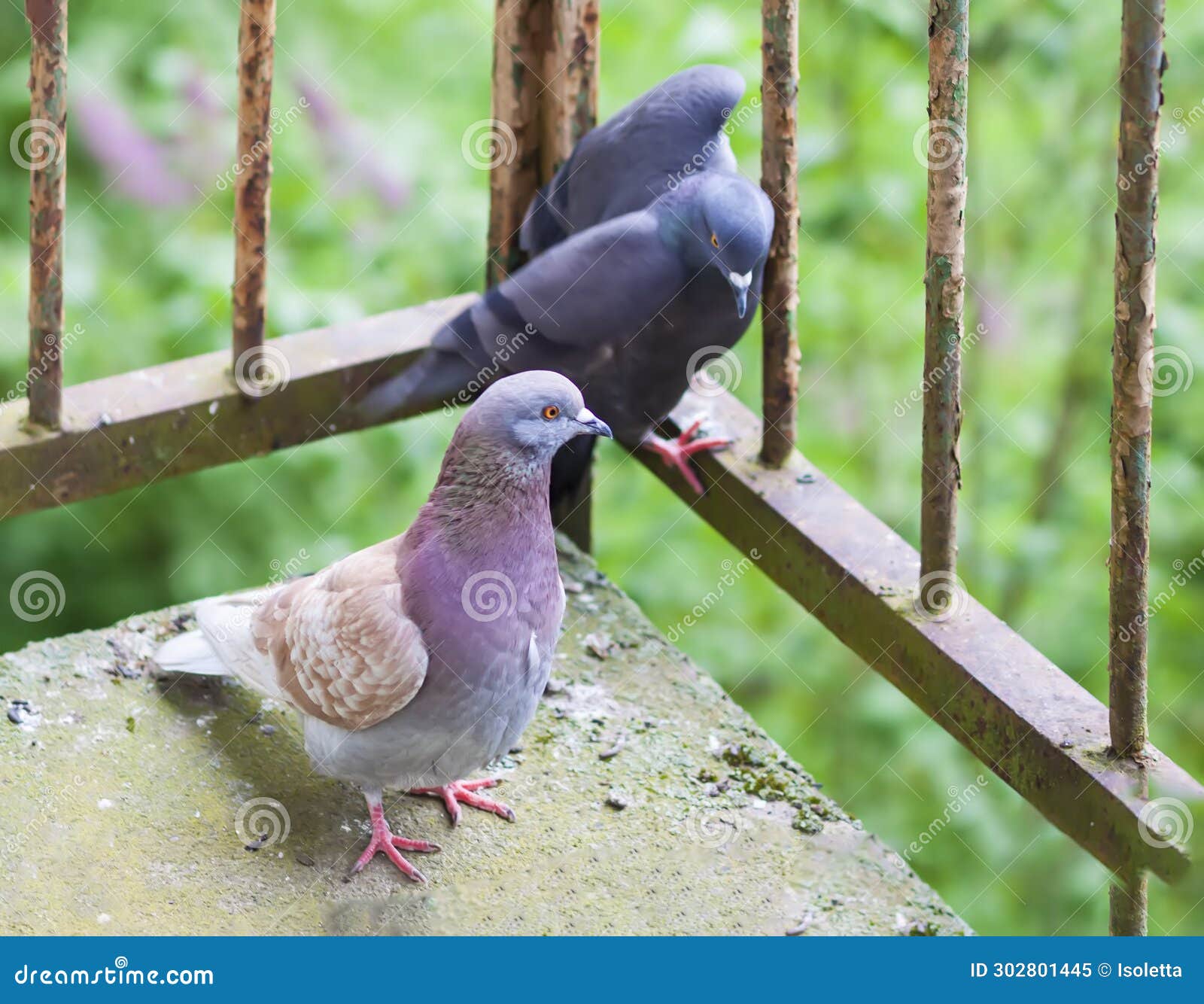 Pigeon Birds Sitting on the Balcony Railing Stock Image - Image of grey ...