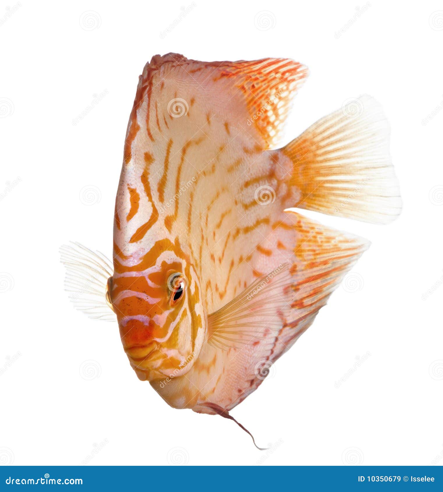 DISCUS PIGEON BLOOD Symphysodon Aequifasciatus Stock Photo ...