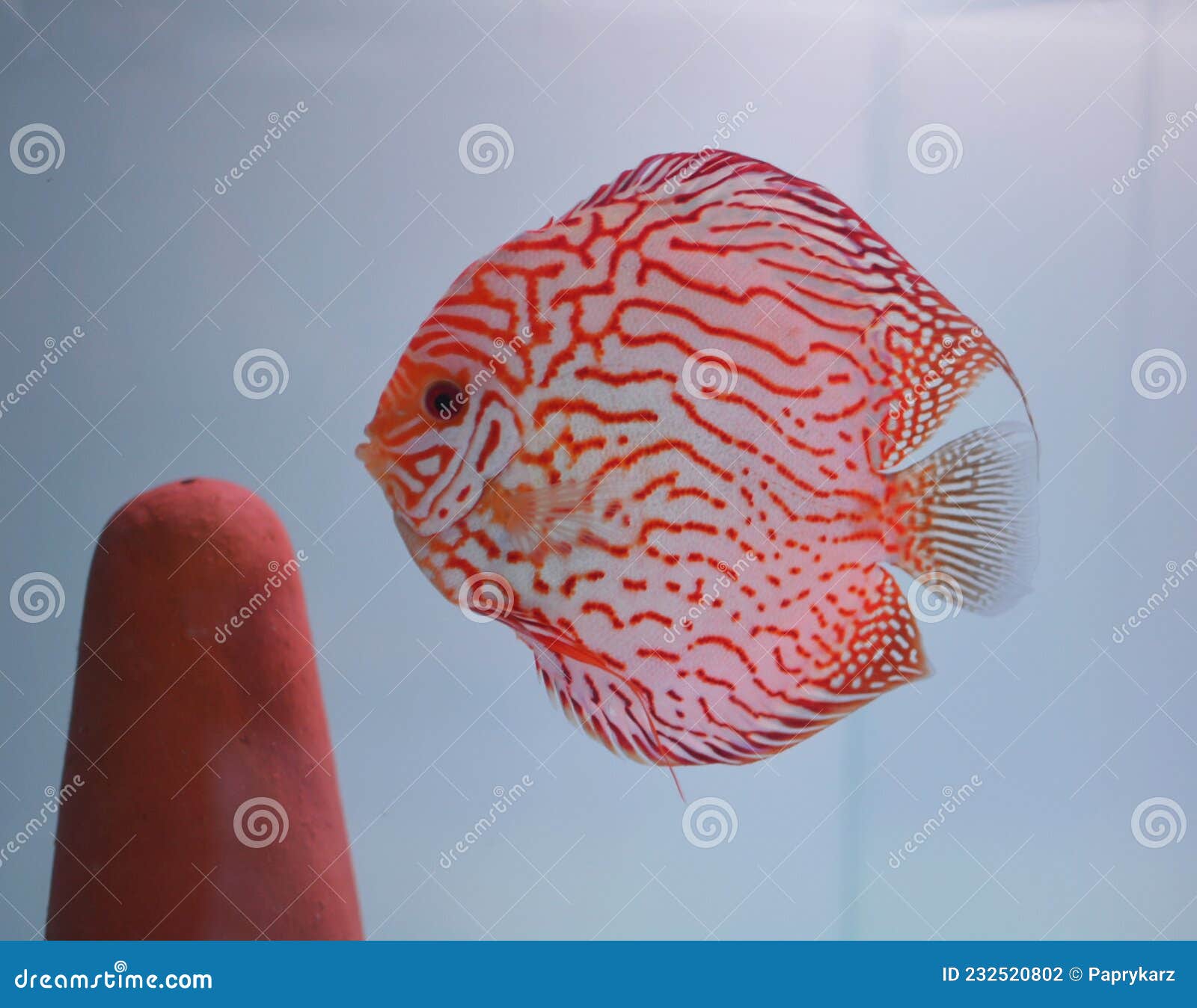 Pigeon Blood Discus Fish Red and White Stock Photo - Image of flower ...