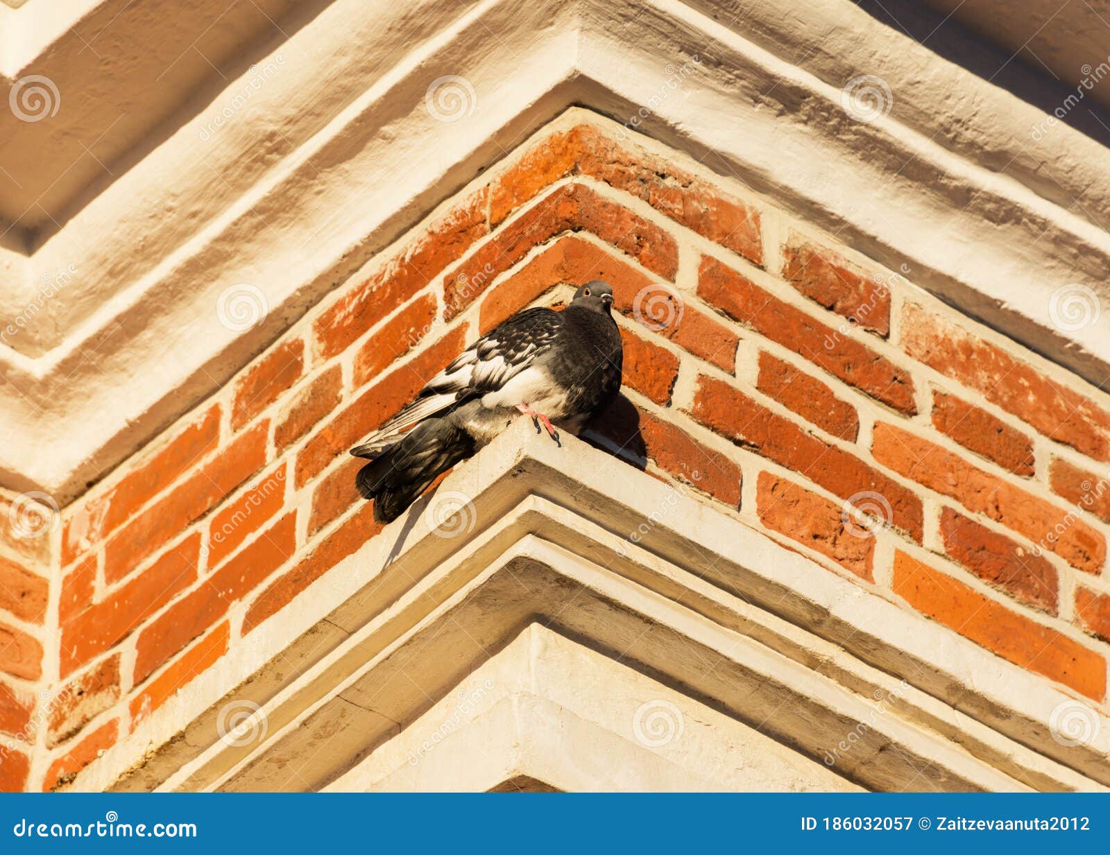 Pigeon On A Brick Wall Background View From Below Royalty-Free Stock ...