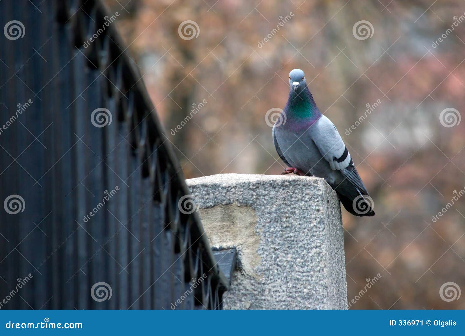 The pigeon on the bridge stock image. Image of flock, feathers - 336971