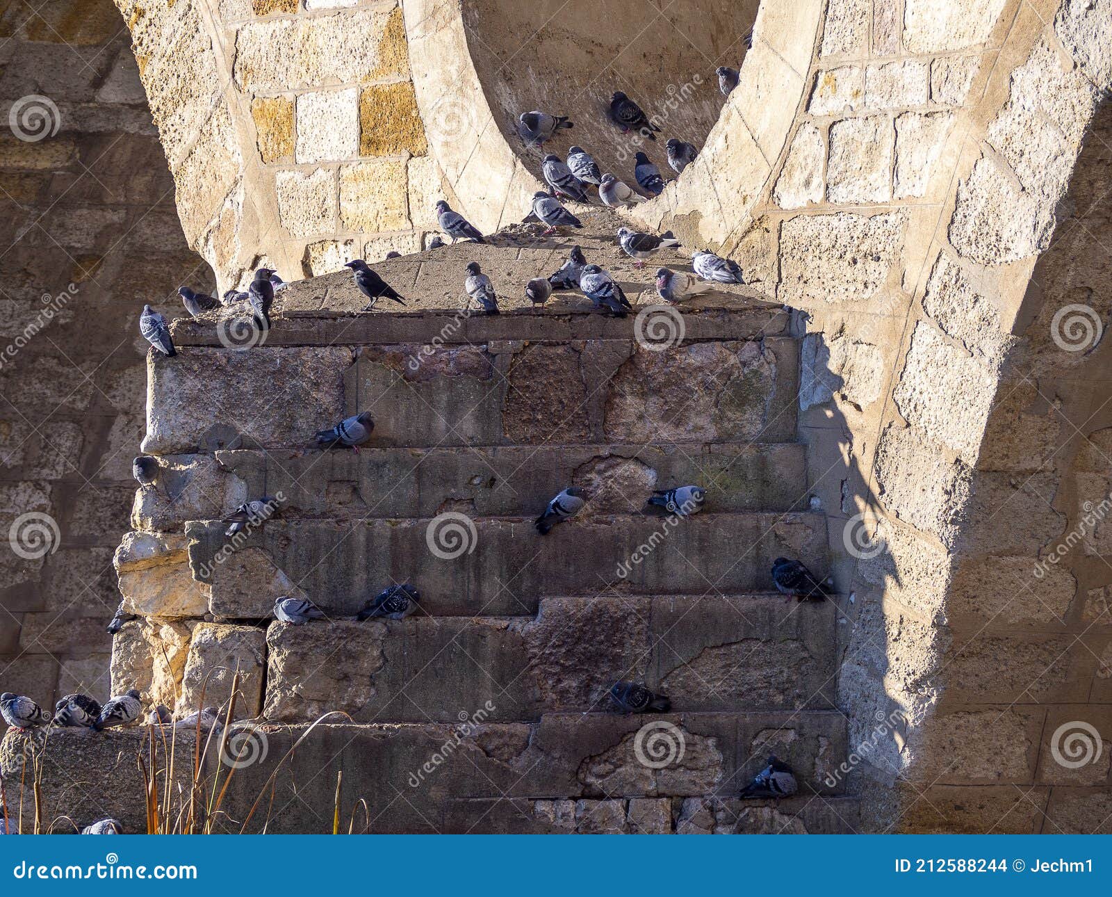 The Pigeon on the Bridge in Romanesque Bridge Stock Photo - Image of ...