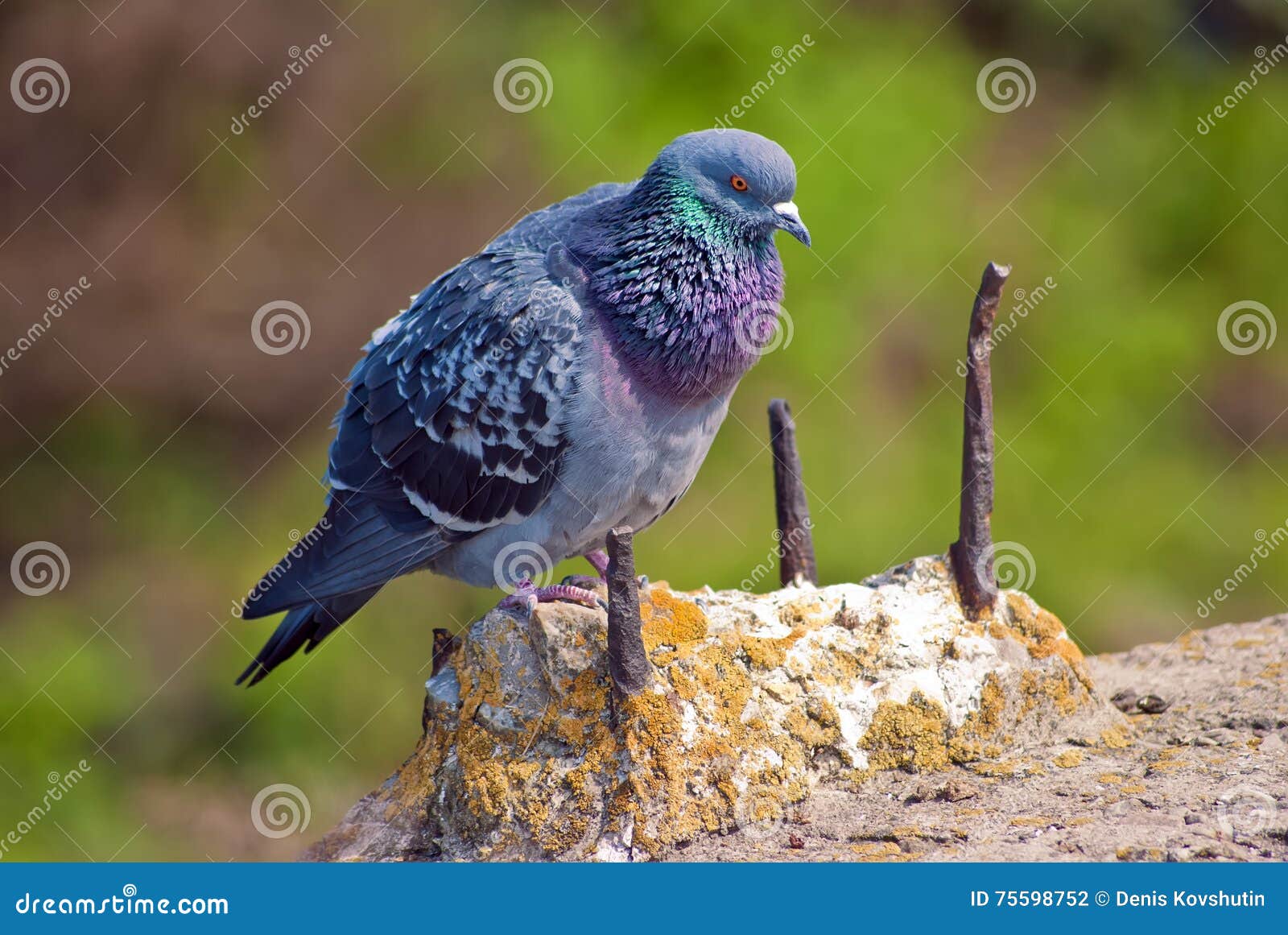 Pigeon on the bridge. stock photo. Image of bird, river - 75598752
