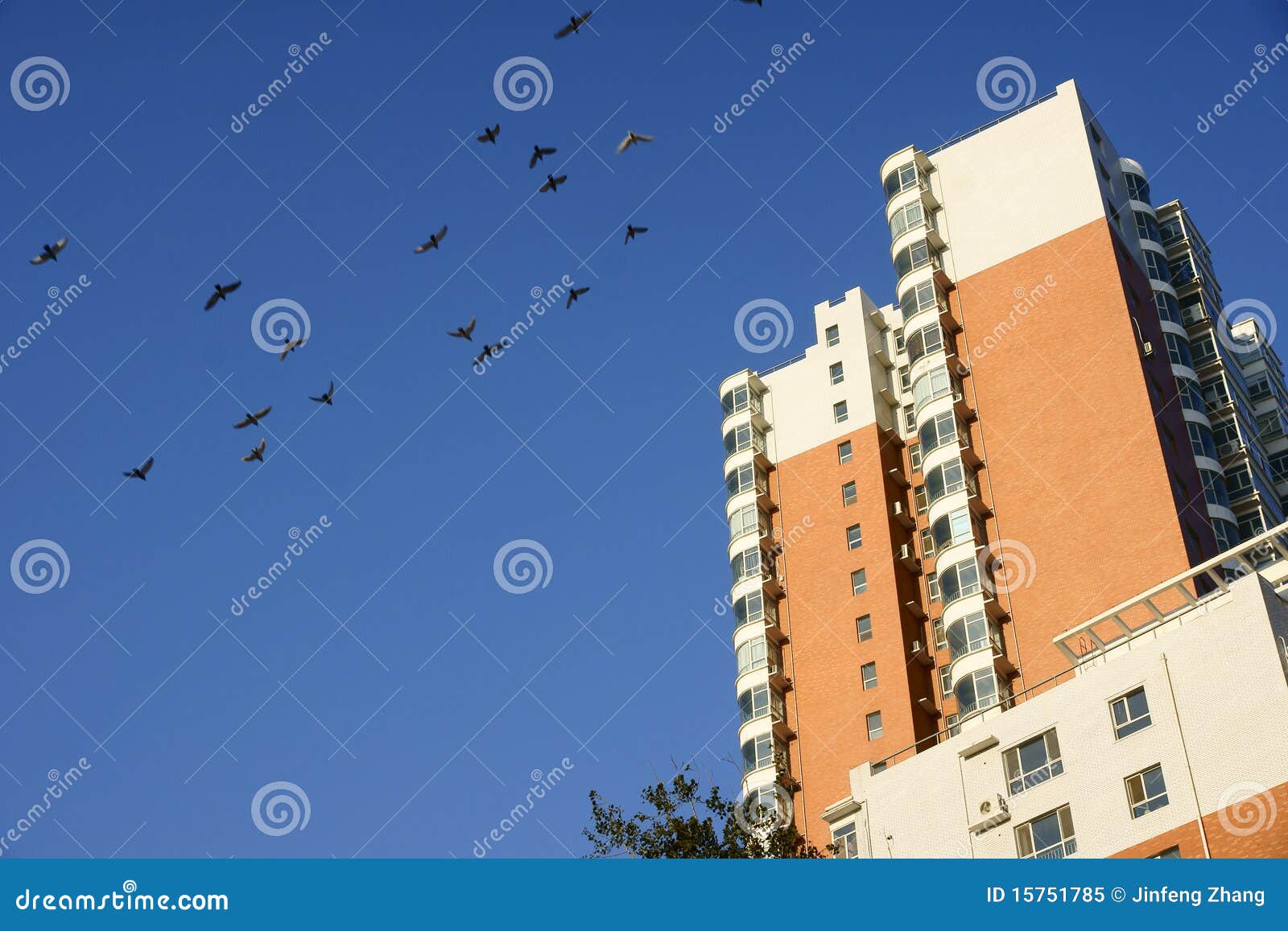 Pigeon and building stock image. Image of pigeons, birds - 15751785
