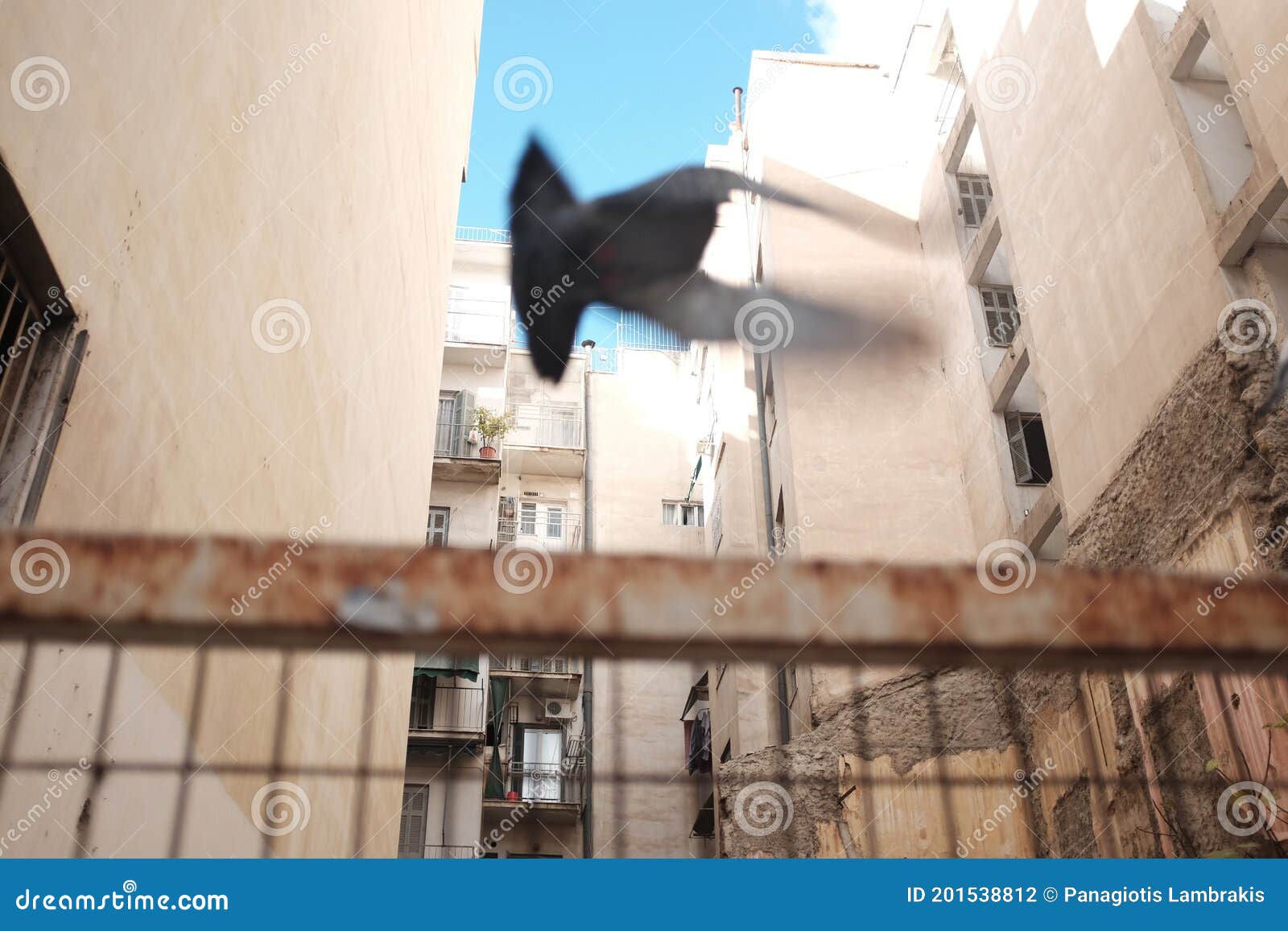 Pigeon between buildings stock photo. Image of floor - 201538812