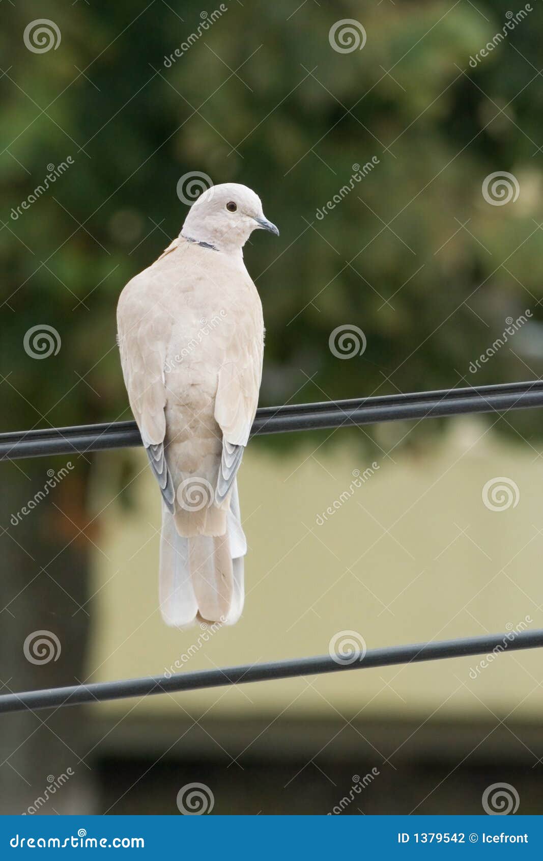 2,929 Feather Cable Stock Photos - Free & Royalty-Free Stock Photos ...