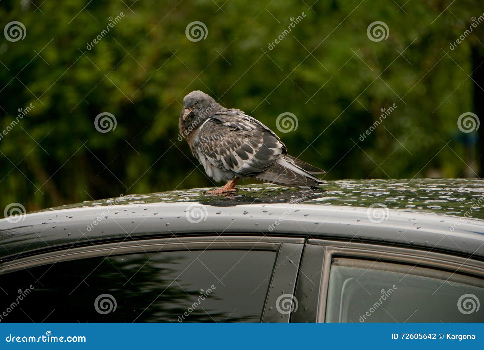 Pigeon on a car roof stock photo. Image of water, sulky - 72605642