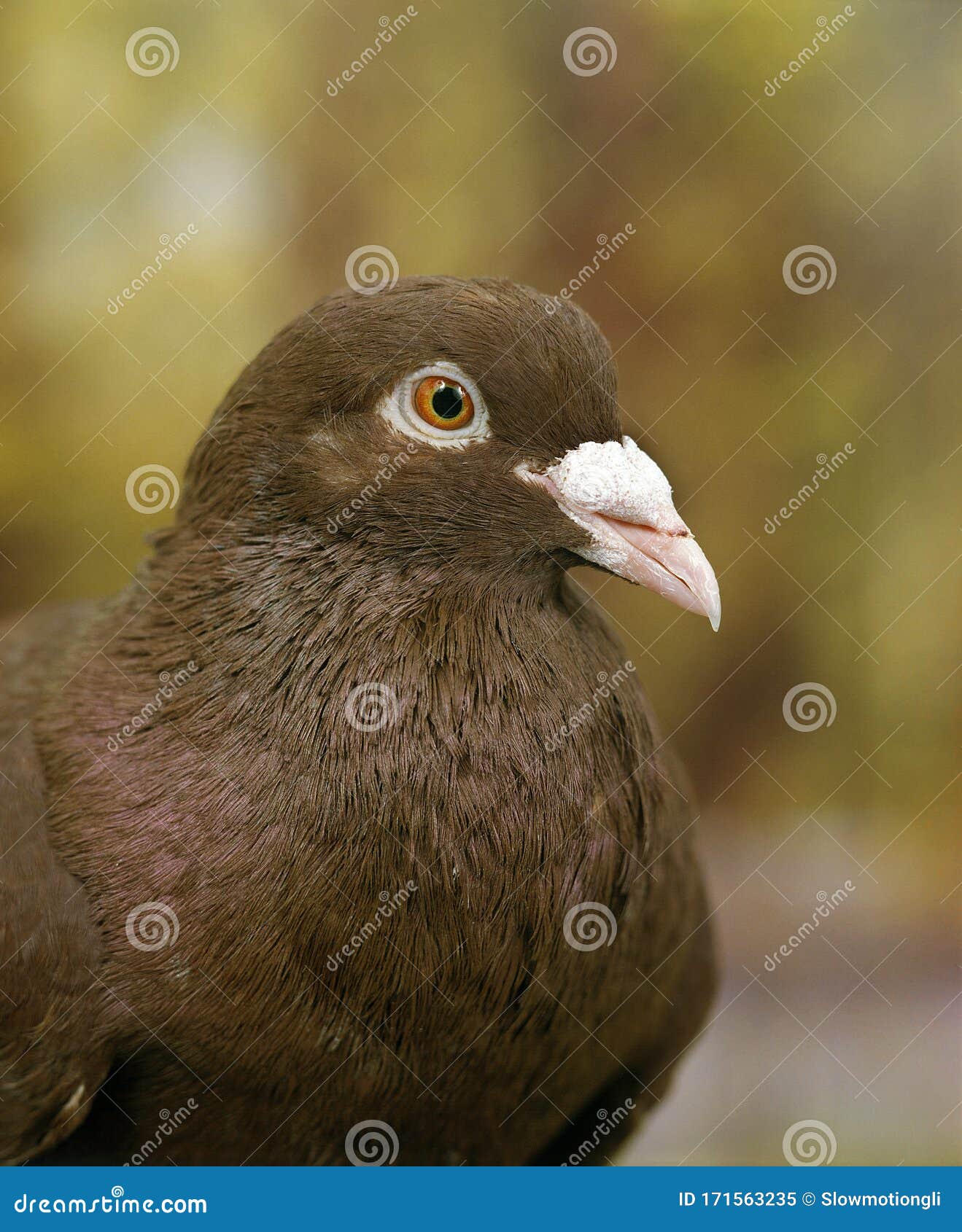 PIGEON CARNEAU stock image. Image of columbidae, adult - 171563235