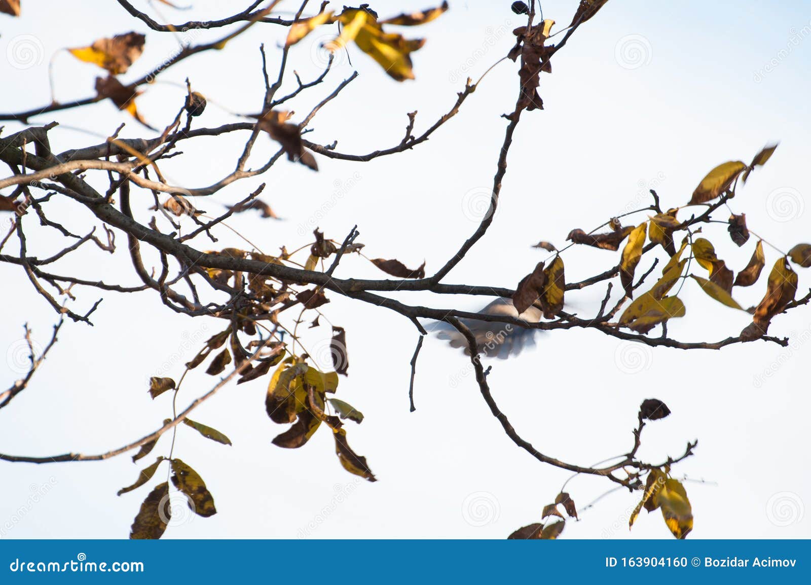 A Pigeon Caught on the Move Landing on a Tree Stock Photo - Image of ...