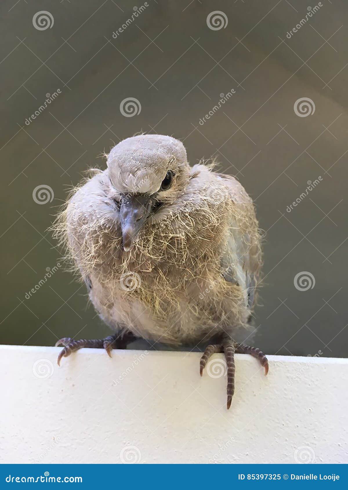 Pigeon Chick Sitting in the Cadge Stock Image - Image of little, wild ...