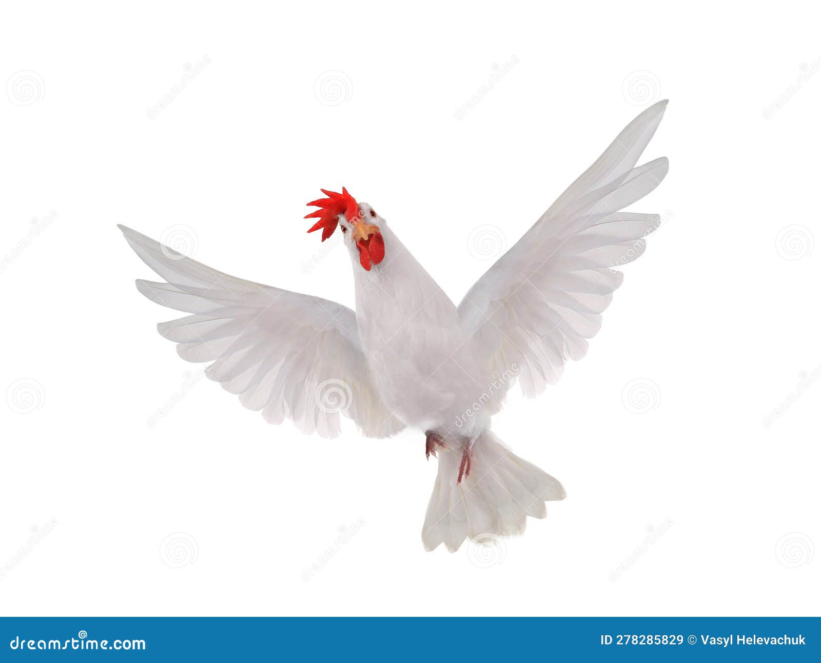 Pigeon and Chicken Mutation Isolated on White Background Stock Image ...