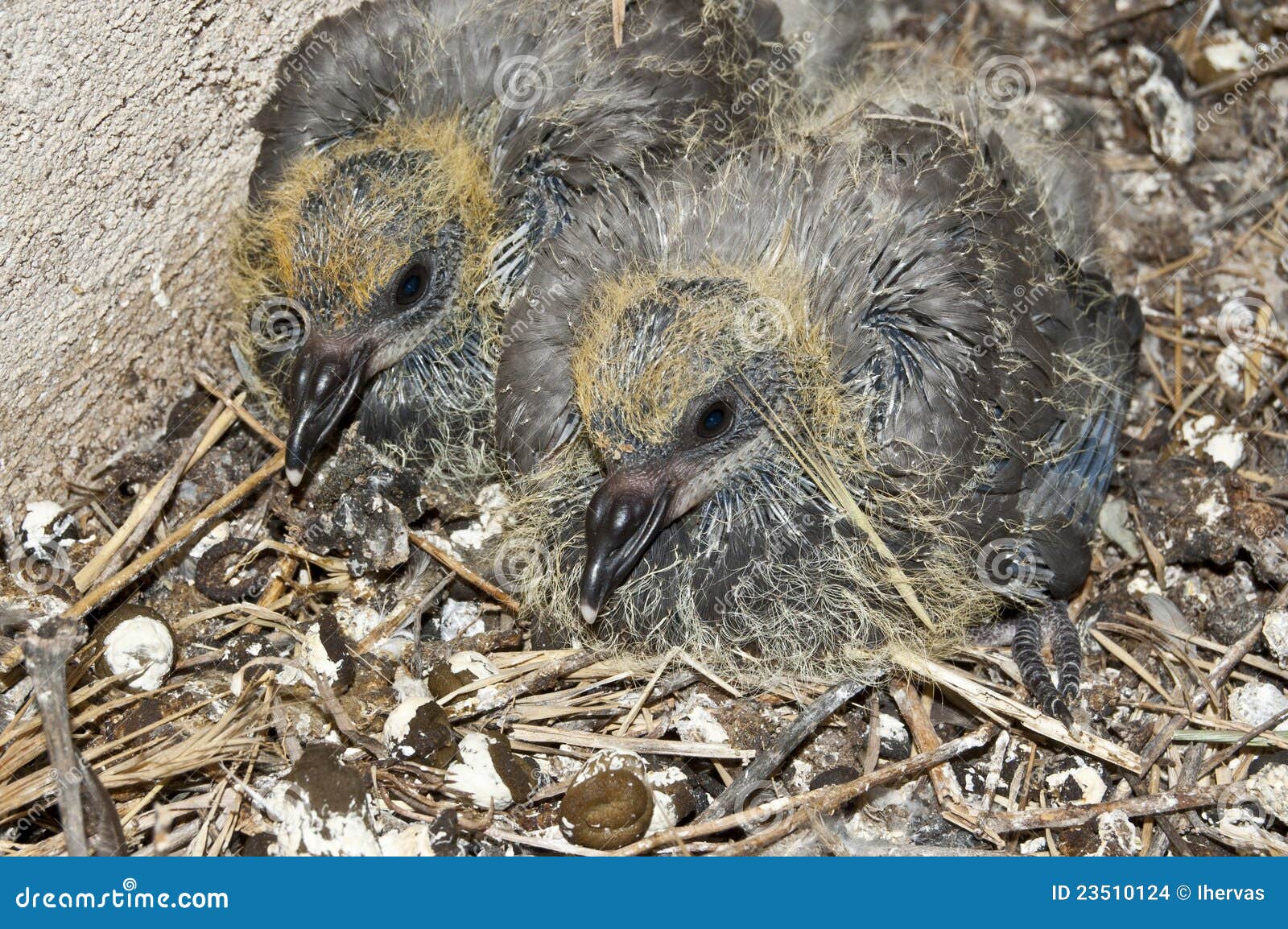Pigeon chicks stock photo. Image of reproduction, pigeon - 23510124