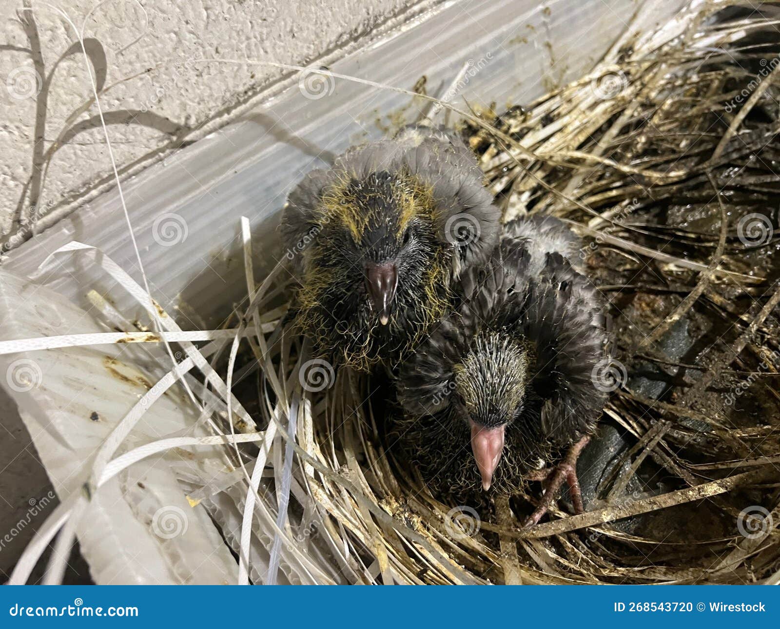 Pigeon chicks in a nest stock photo. Image of ornithology - 268543720
