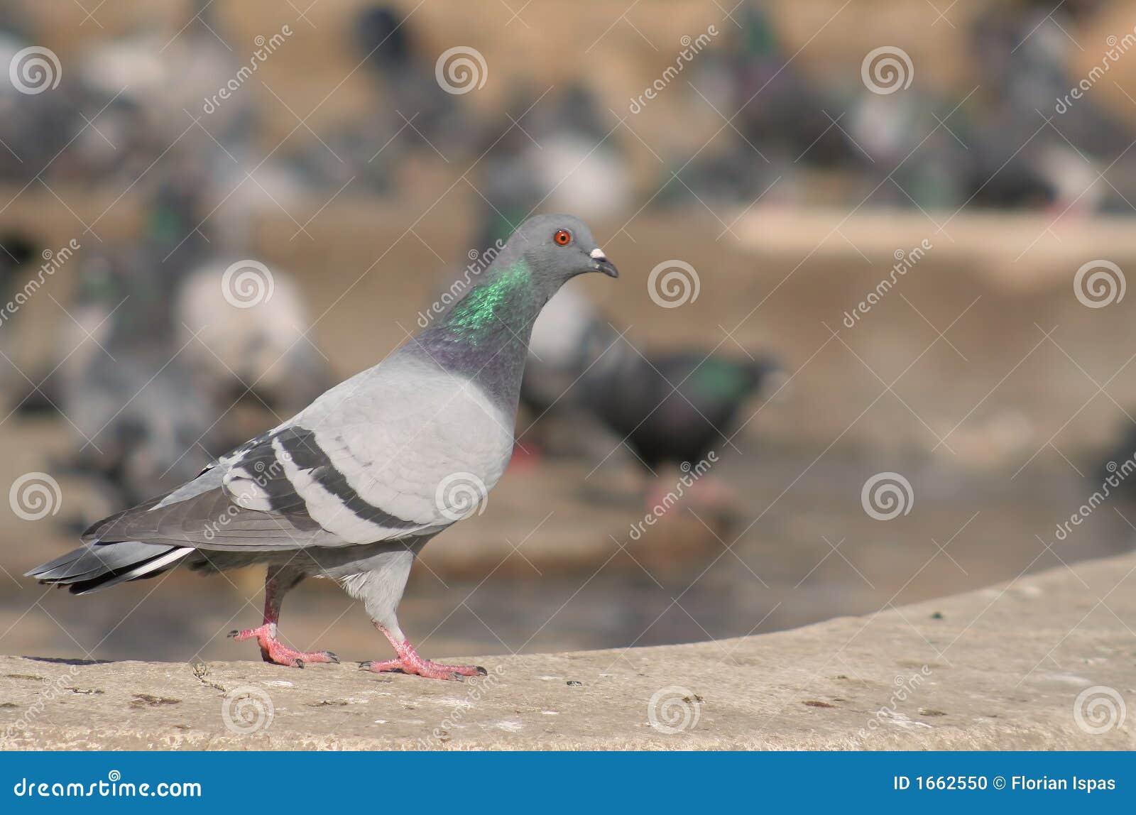 City Pigeon