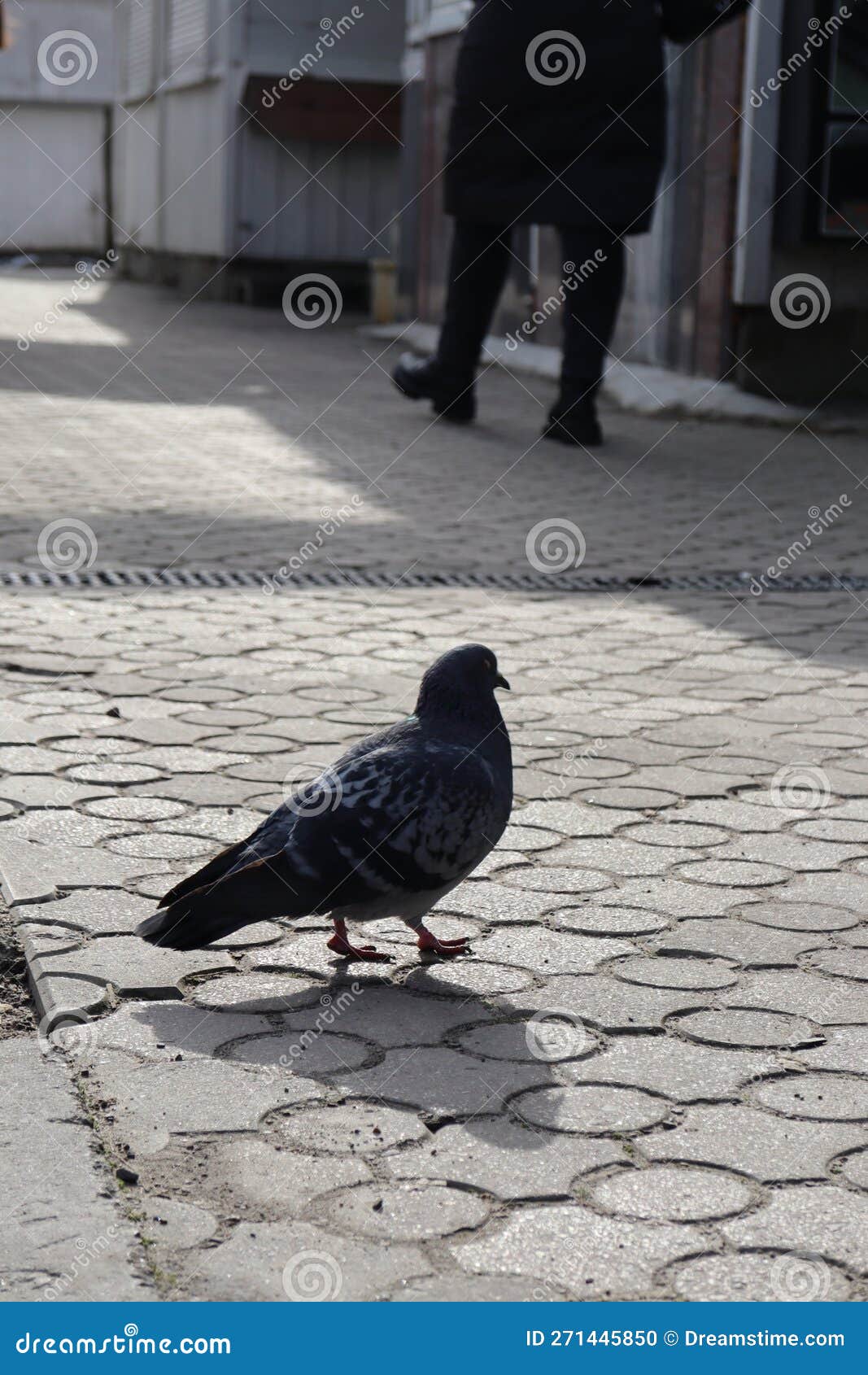 A Pigeon on a City Street, a Pigeon Stock Photo - Image of animal ...