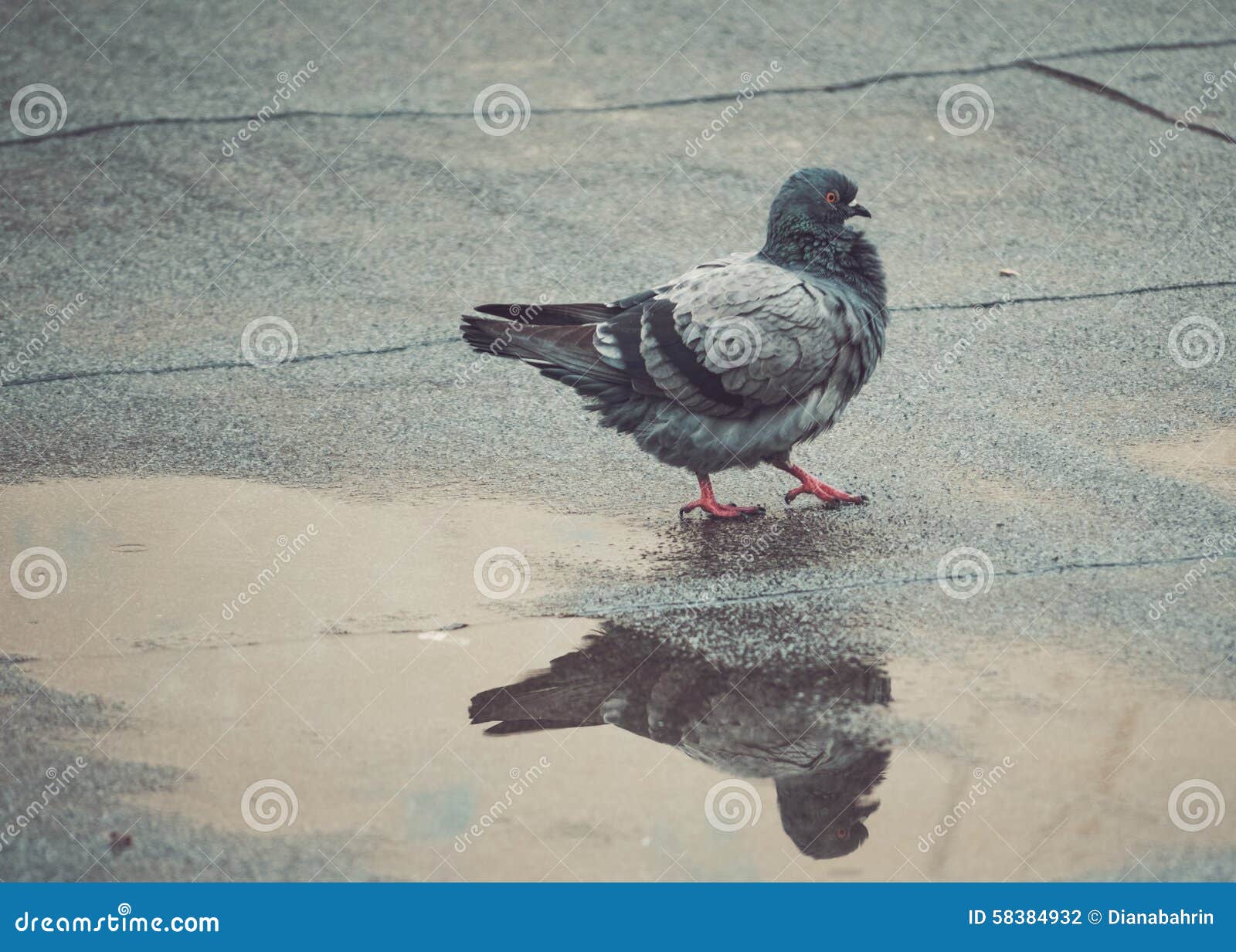 Pigeon Cleaning Its Feathers in a Muddy Puddle Stock Photo - Image of ...