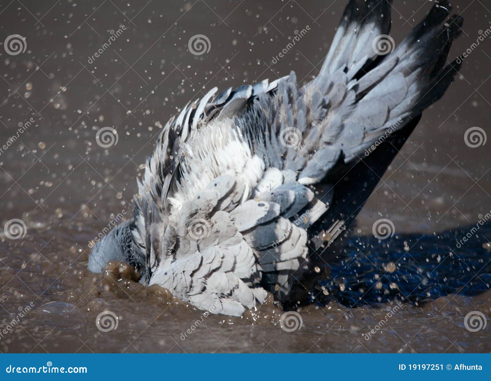 Pigeon cleans its feathers stock image. Image of feather - 19197251