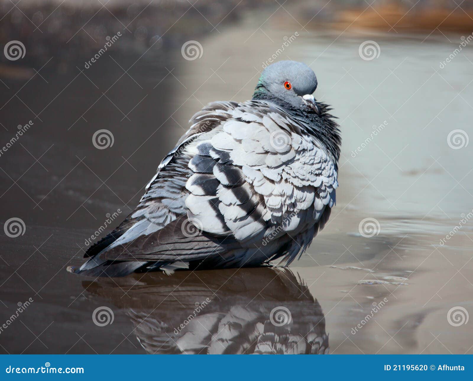 Pigeon cleans its feathers stock photo. Image of bird - 21195620