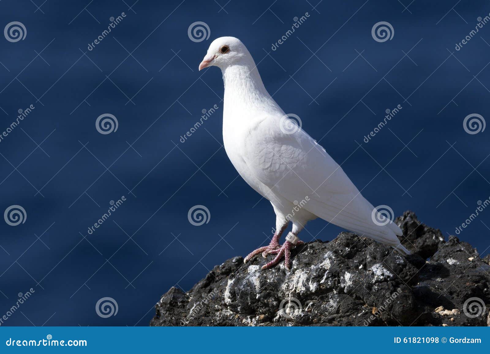 Pigeon Cliff Edge Stock Photos - Free & Royalty-Free Stock Photos from ...