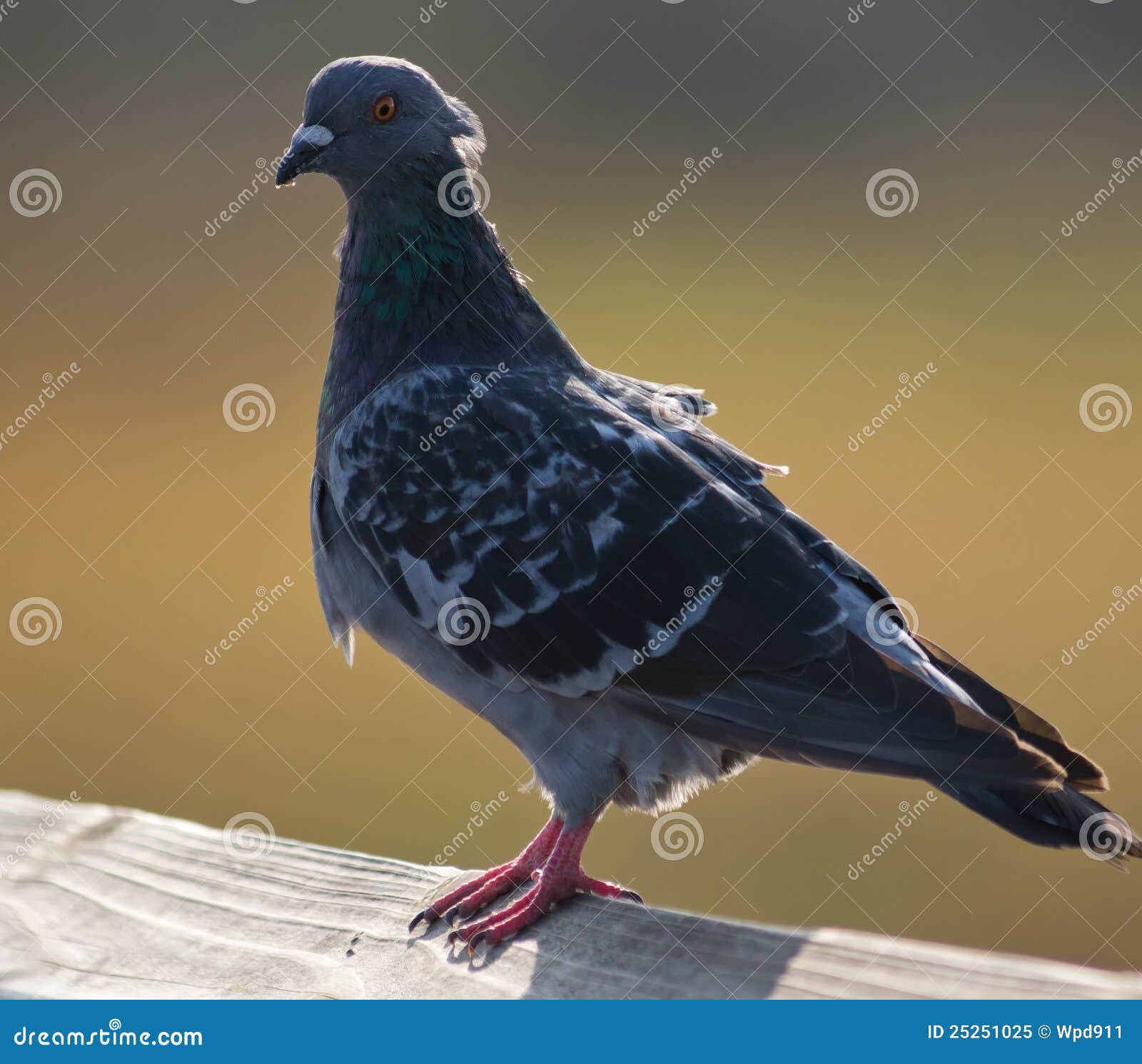 Pigeon Close up Profile stock image. Image of profile - 25251025