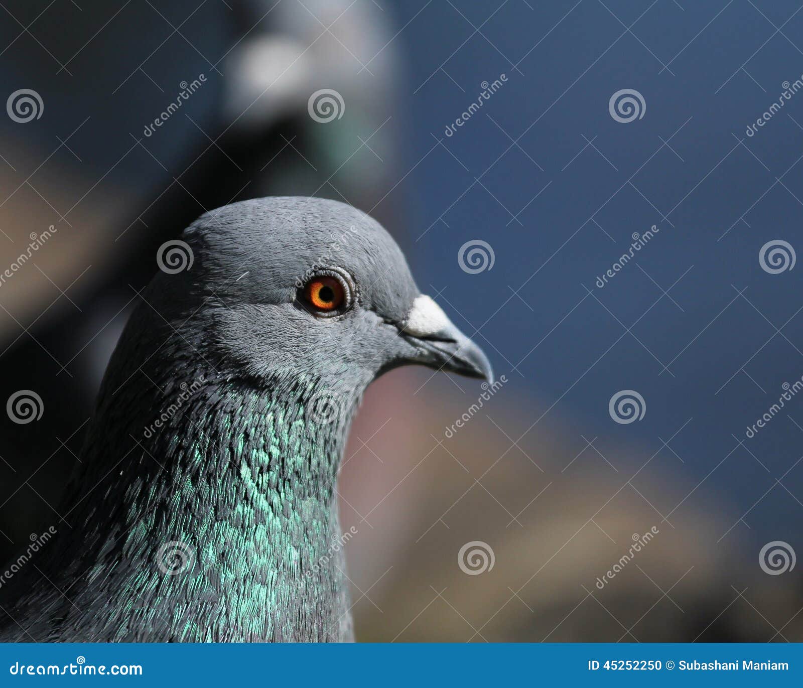 Pigeon stock photo. Image of garden, sharp, close, sitting - 45252250