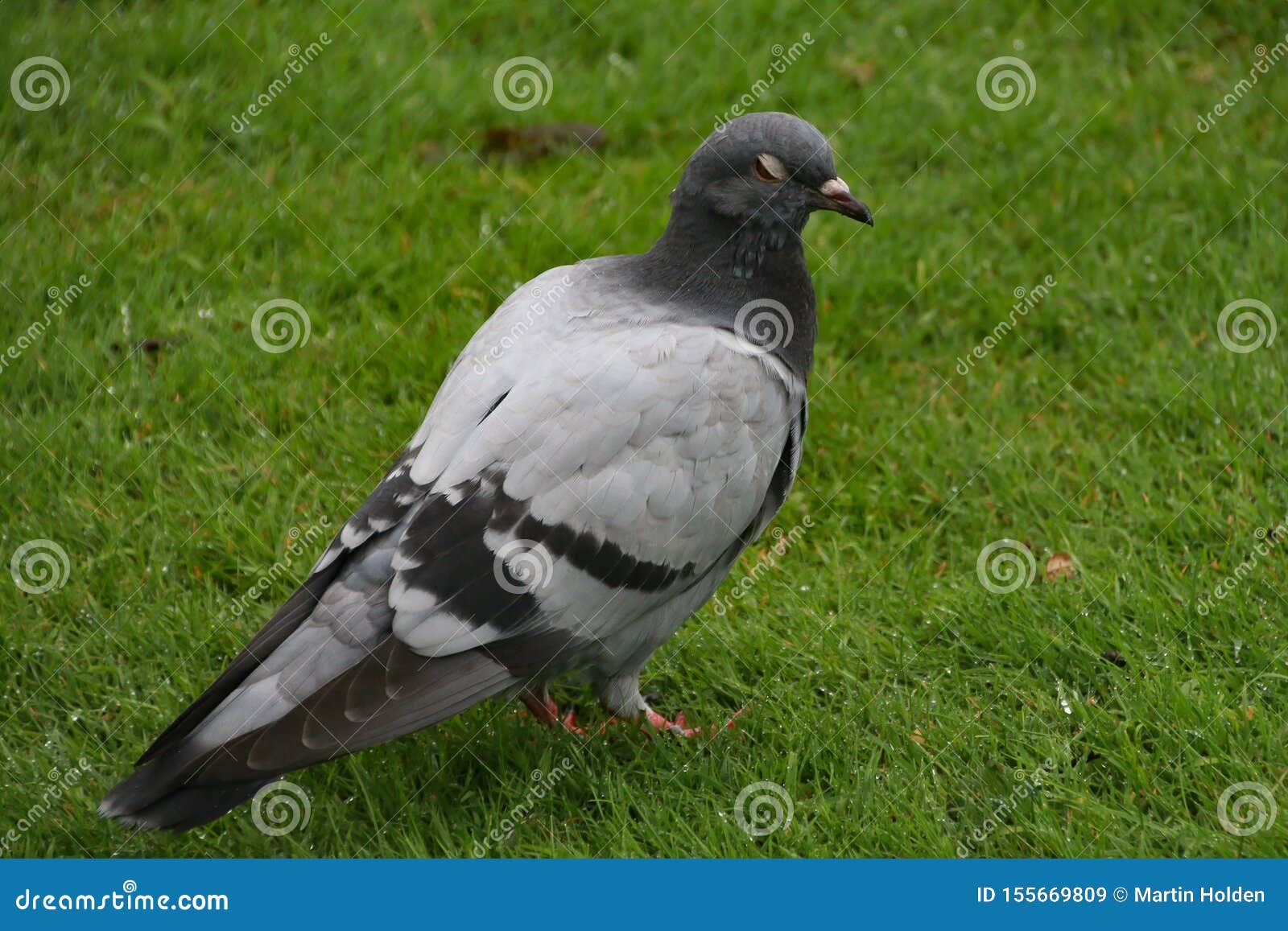 Pigeon with closed eyes stock image. Image of pigeon - 155669809