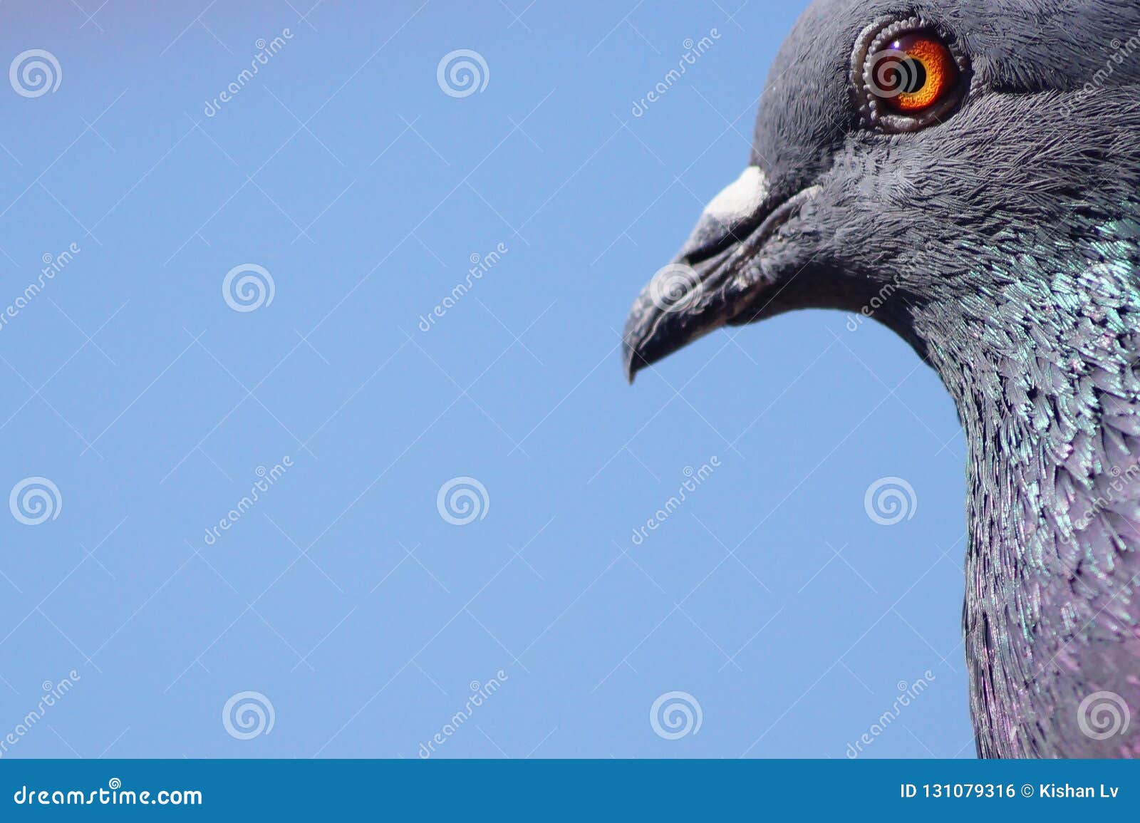 Pigeon Closeup with Sky Background Stock Photo - Image of pattern ...
