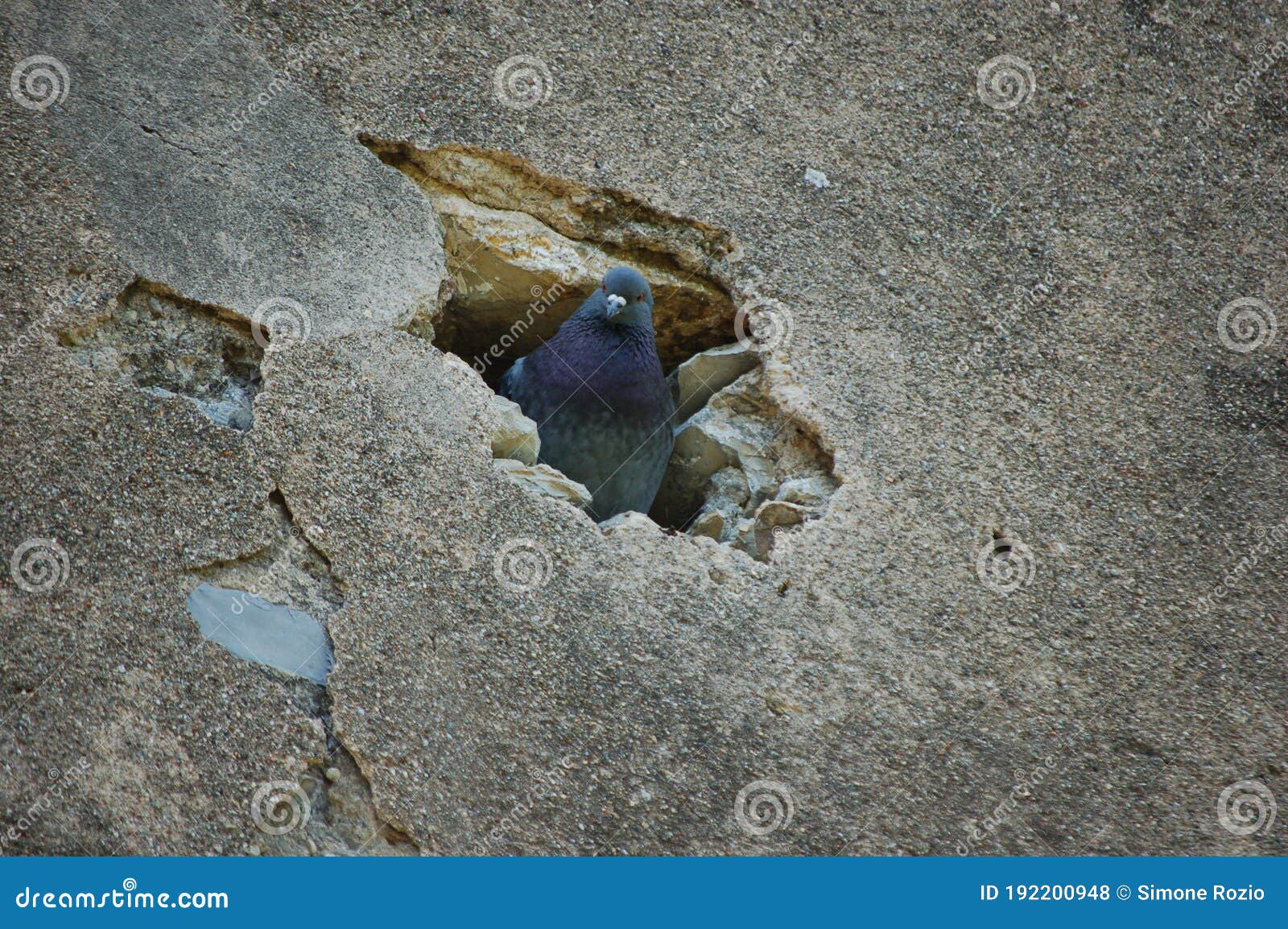 Pigeon stock photo. Image of background, birdie, wildlife - 192200948