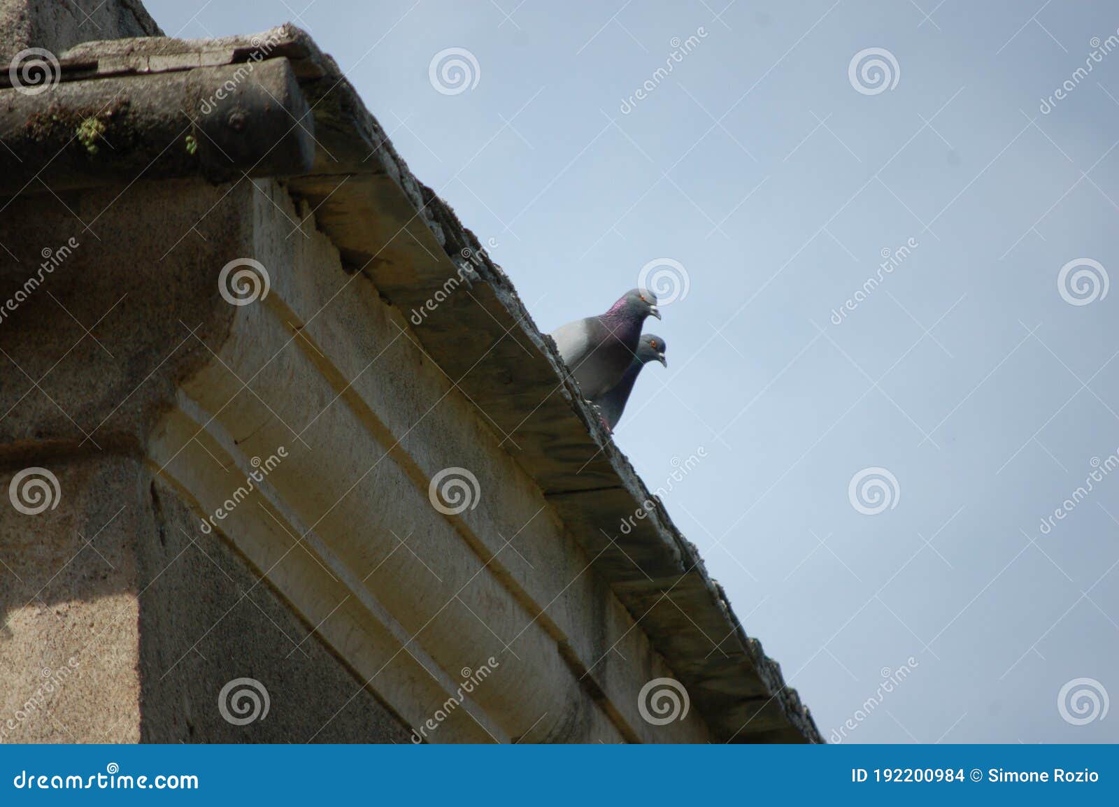 Pigeon stock photo. Image of grey, white, gray, beak - 192200984