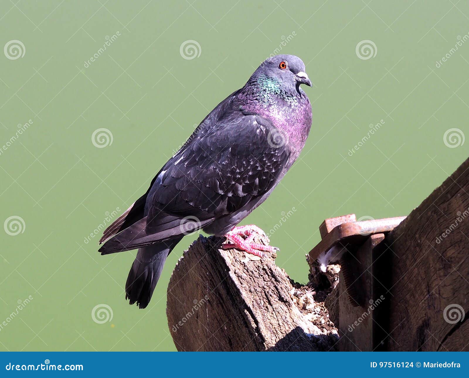 Pigeon stock photo. Image of beak, design, animal, homing - 97516124