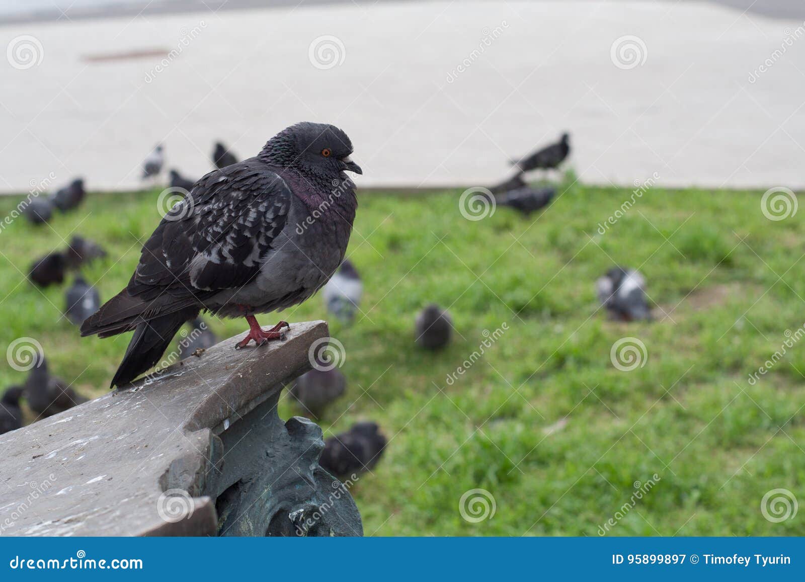 Pigeon on the Column. Animal, Nature. Stock Image - Image of iron ...
