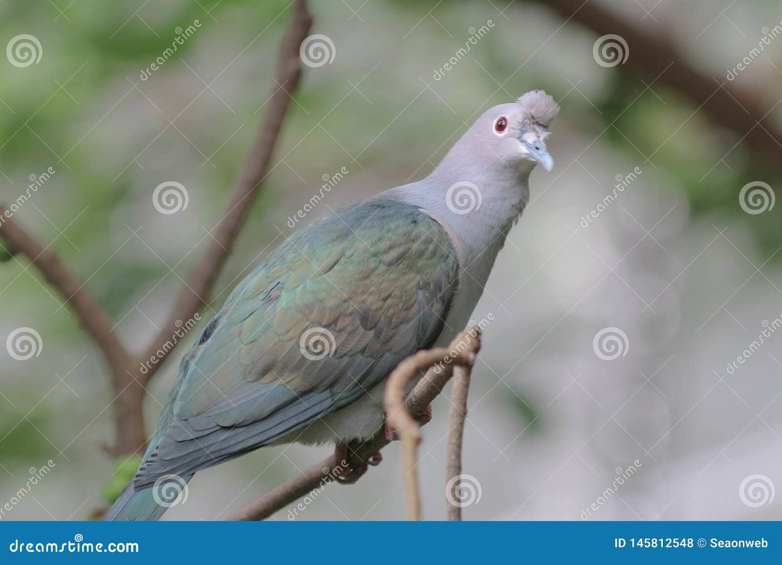 Pigeon Commun Assis Sur Une Branche Dans Un Parc Photo stock - Image du ...