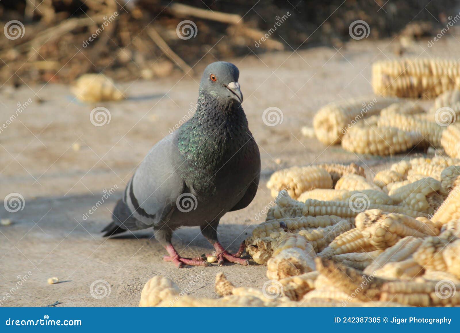 Pigeon. Corn Kernels in the Pigeon Garden Stock Image - Image of garden ...