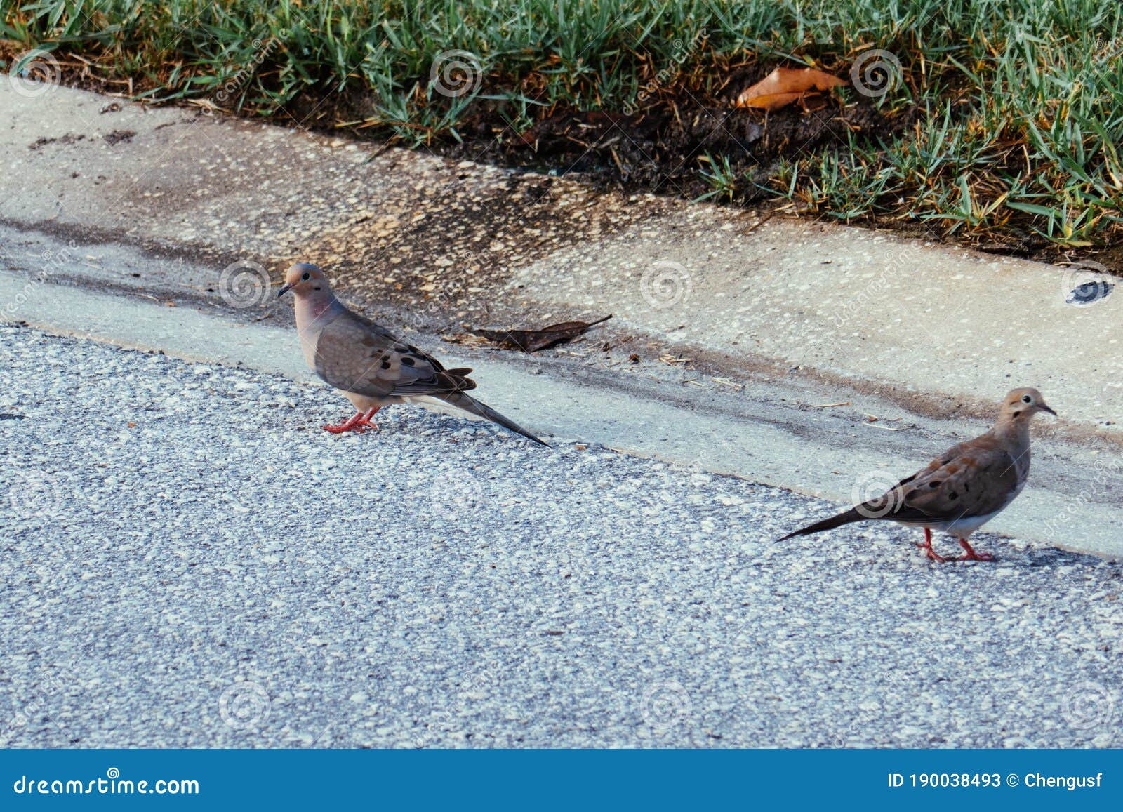 Pigeon couple stock image. Image of bird, couple, love - 190038493