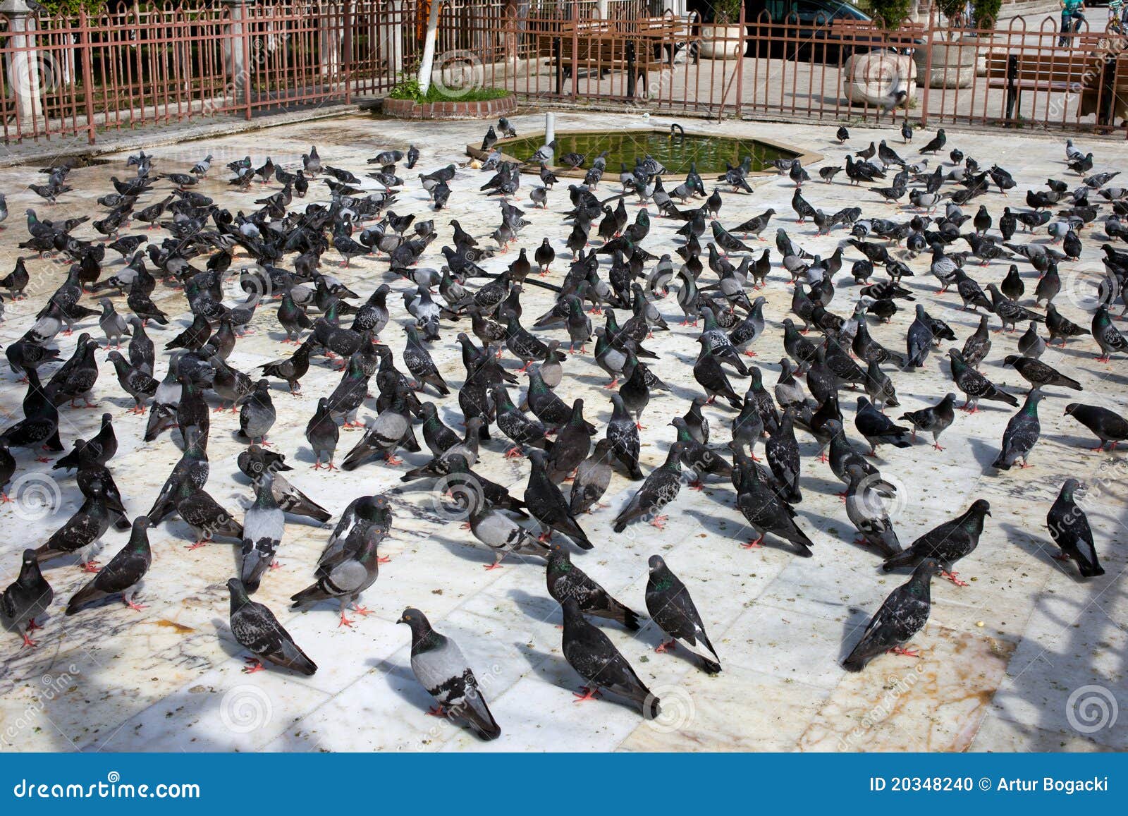 Pigeon Crowd stock photo. Image of dove, feral, place - 20348240